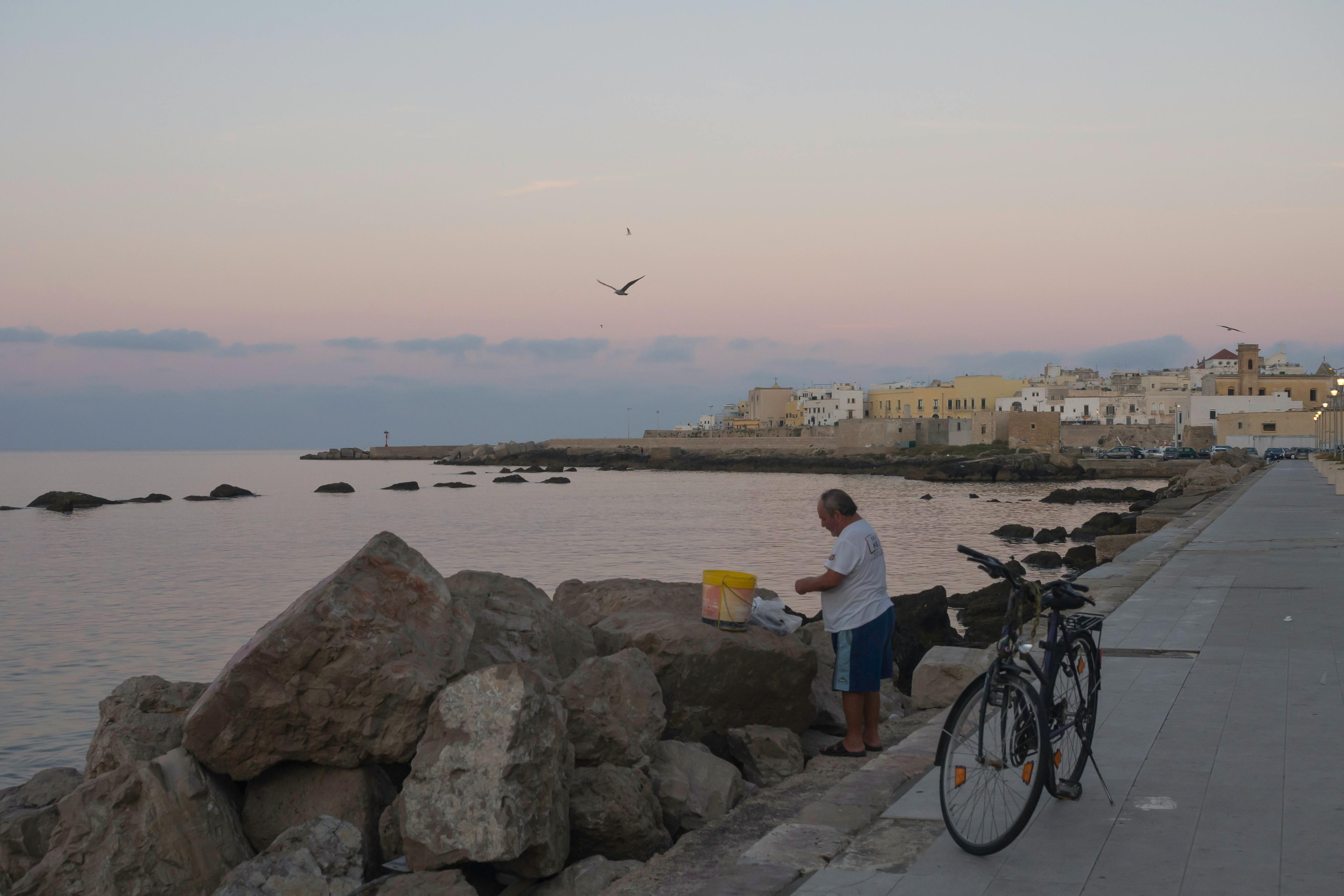 Fishing Cranes Bird Photos, Download The BEST Free Fishing Cranes Bird ...