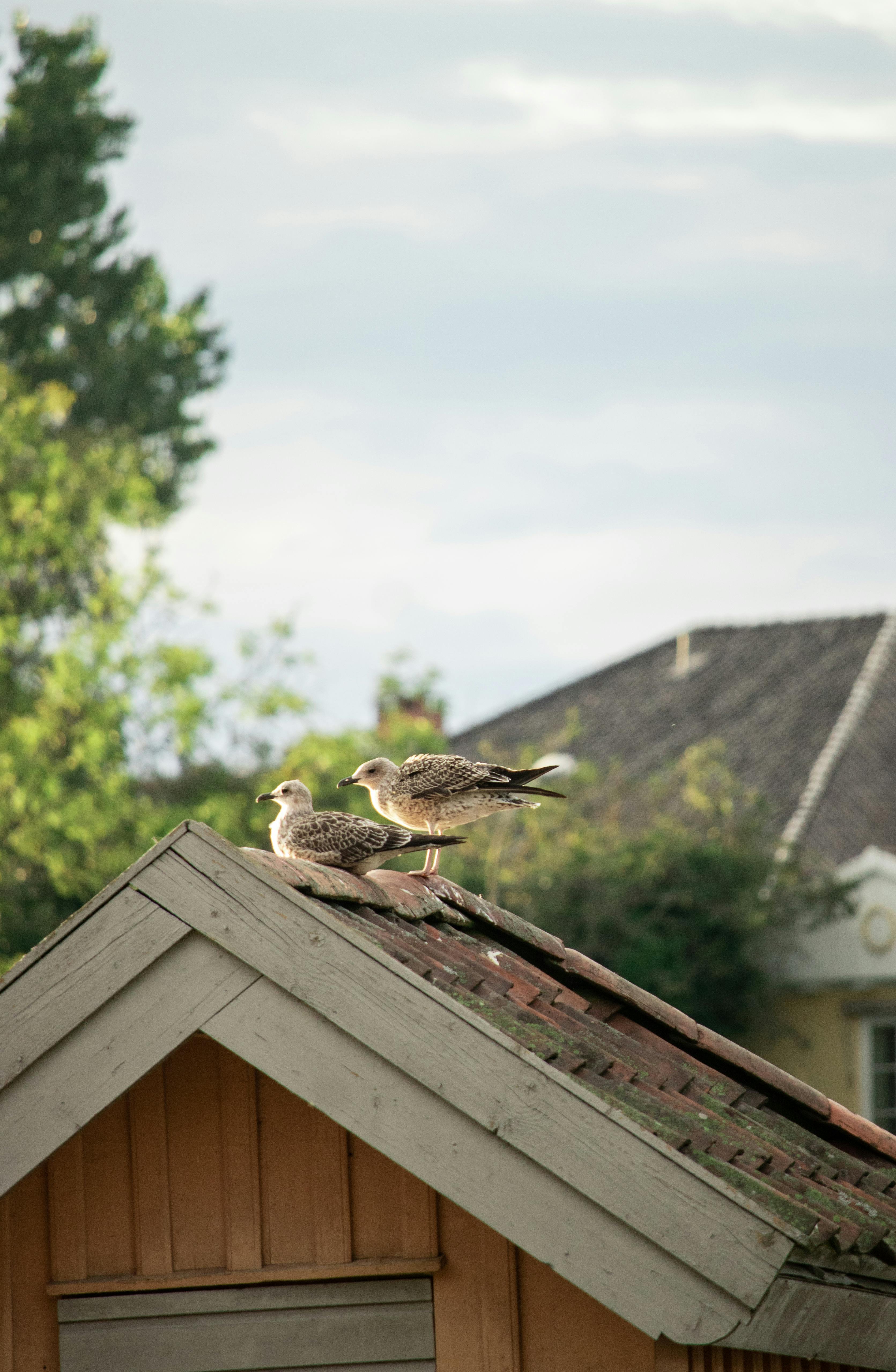 Birds Sitting on Shed Roof · Free Stock Photo