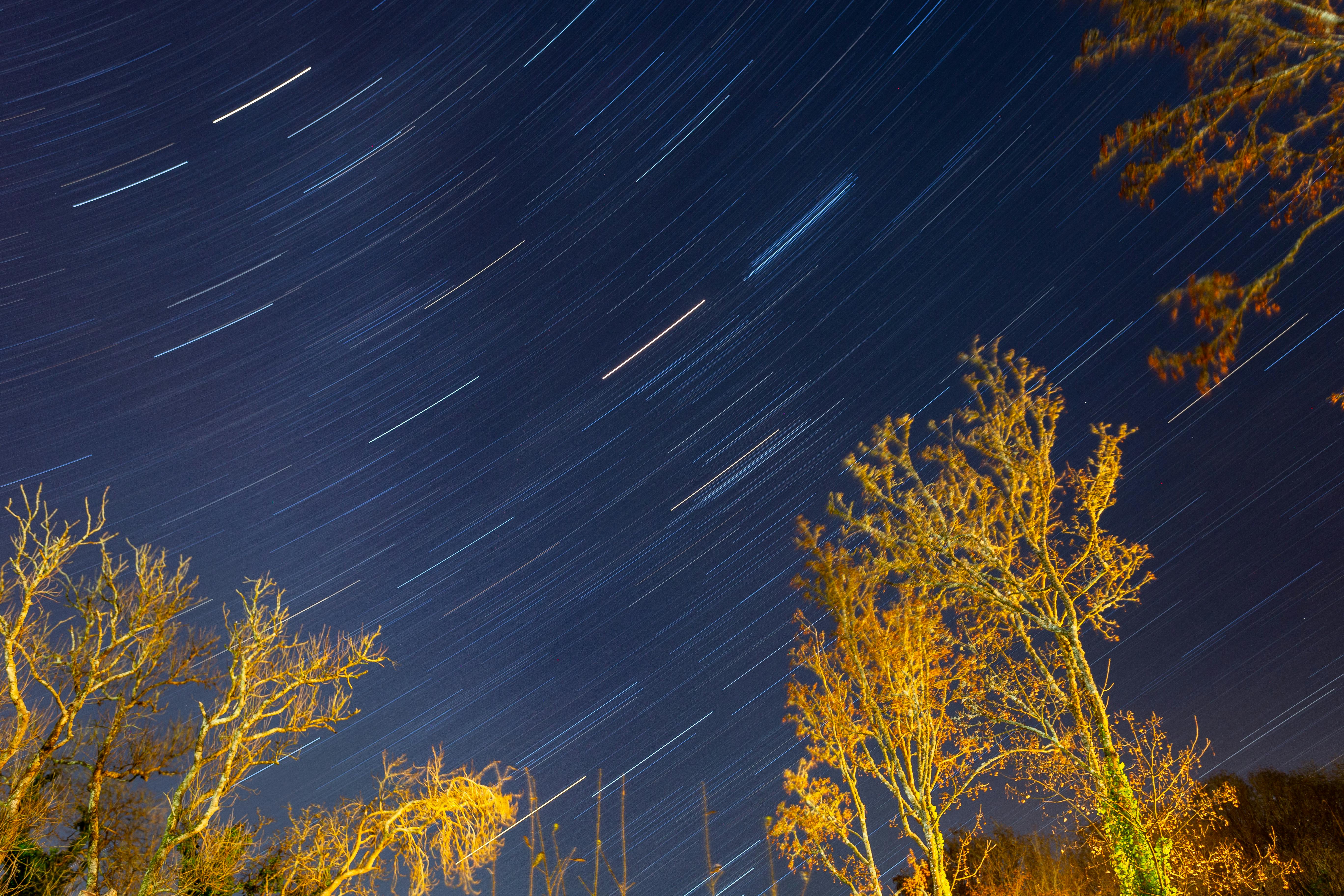 Stars on Sky Above Trees · Free Stock Photo