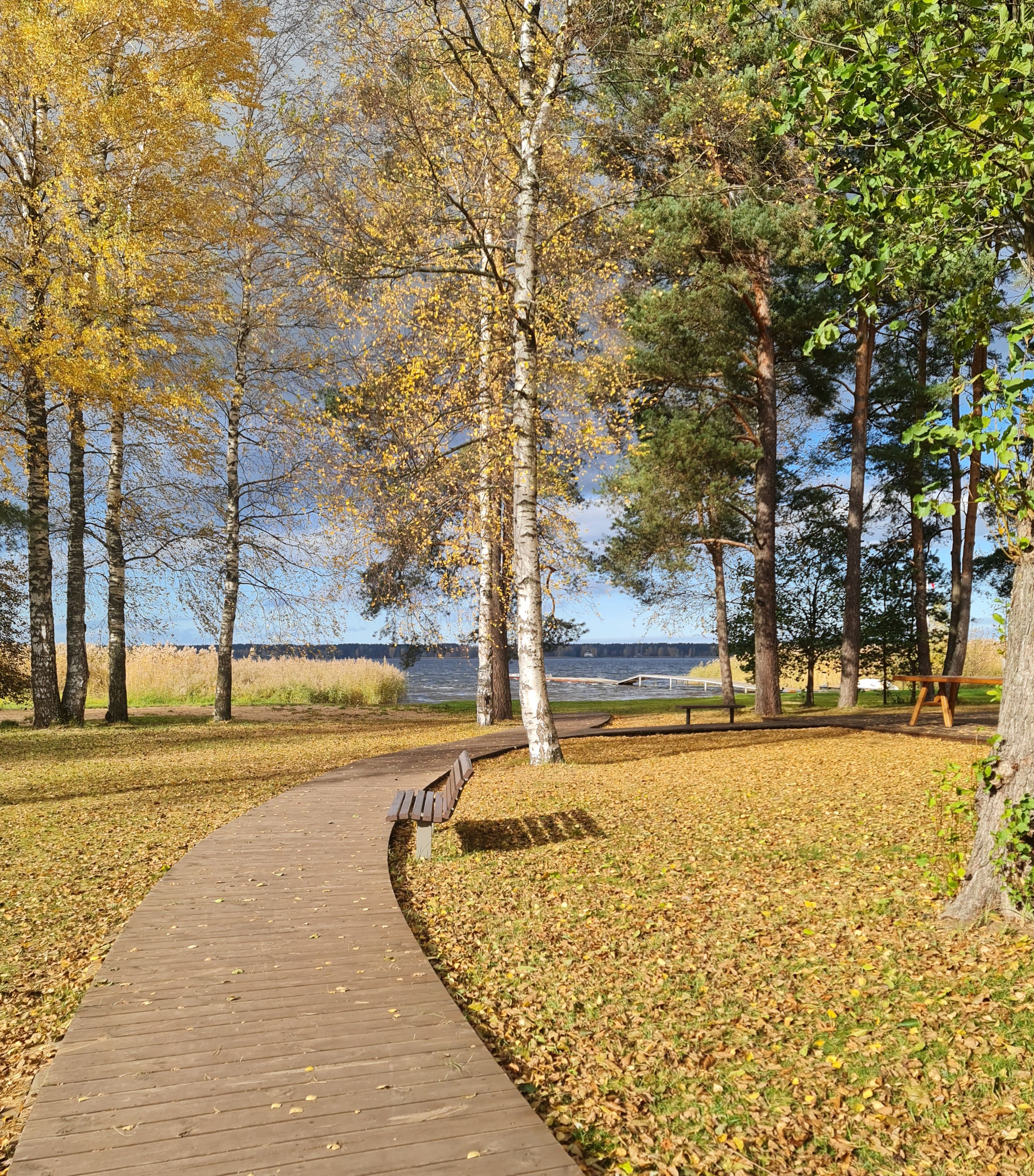Photo of Pathway Surrounded By Trees · Free Stock Photo