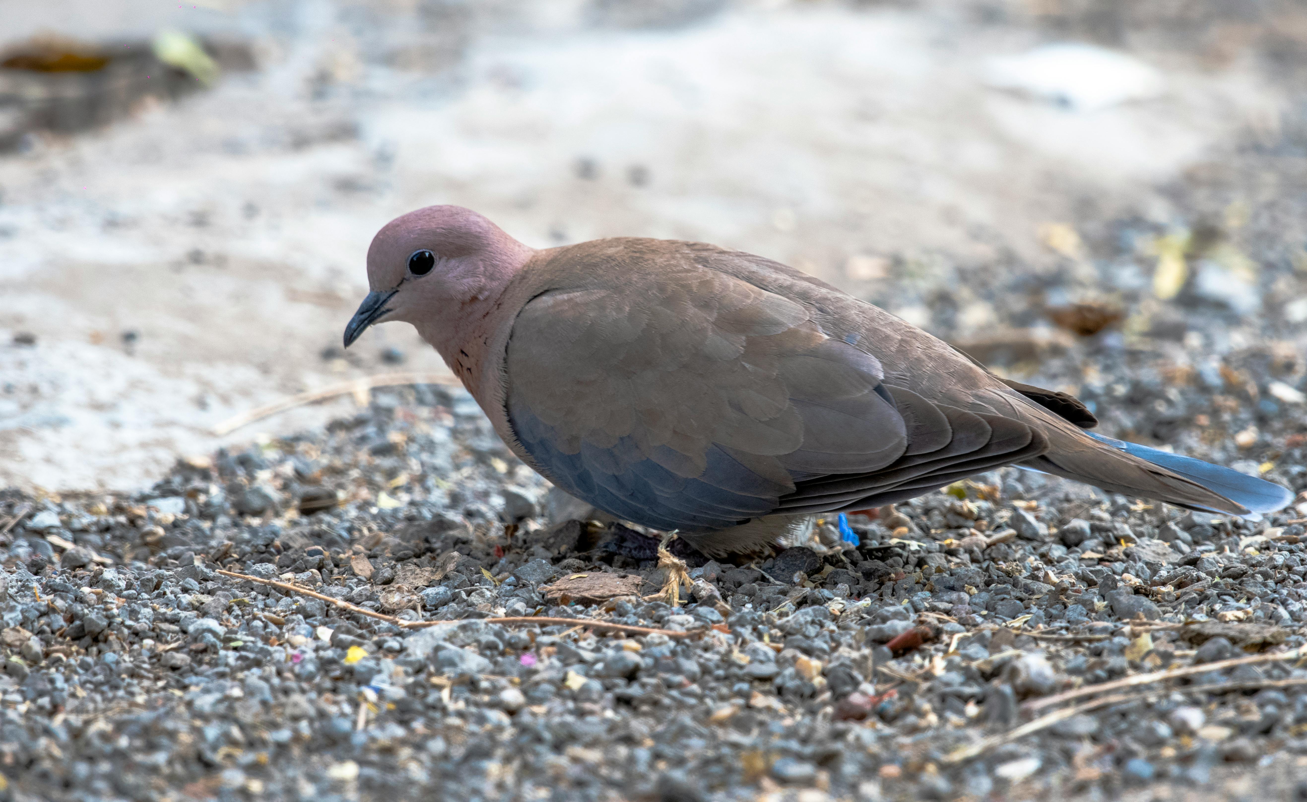 Laughing Dove Photos, Download The BEST Free Laughing Dove Stock Photos ...