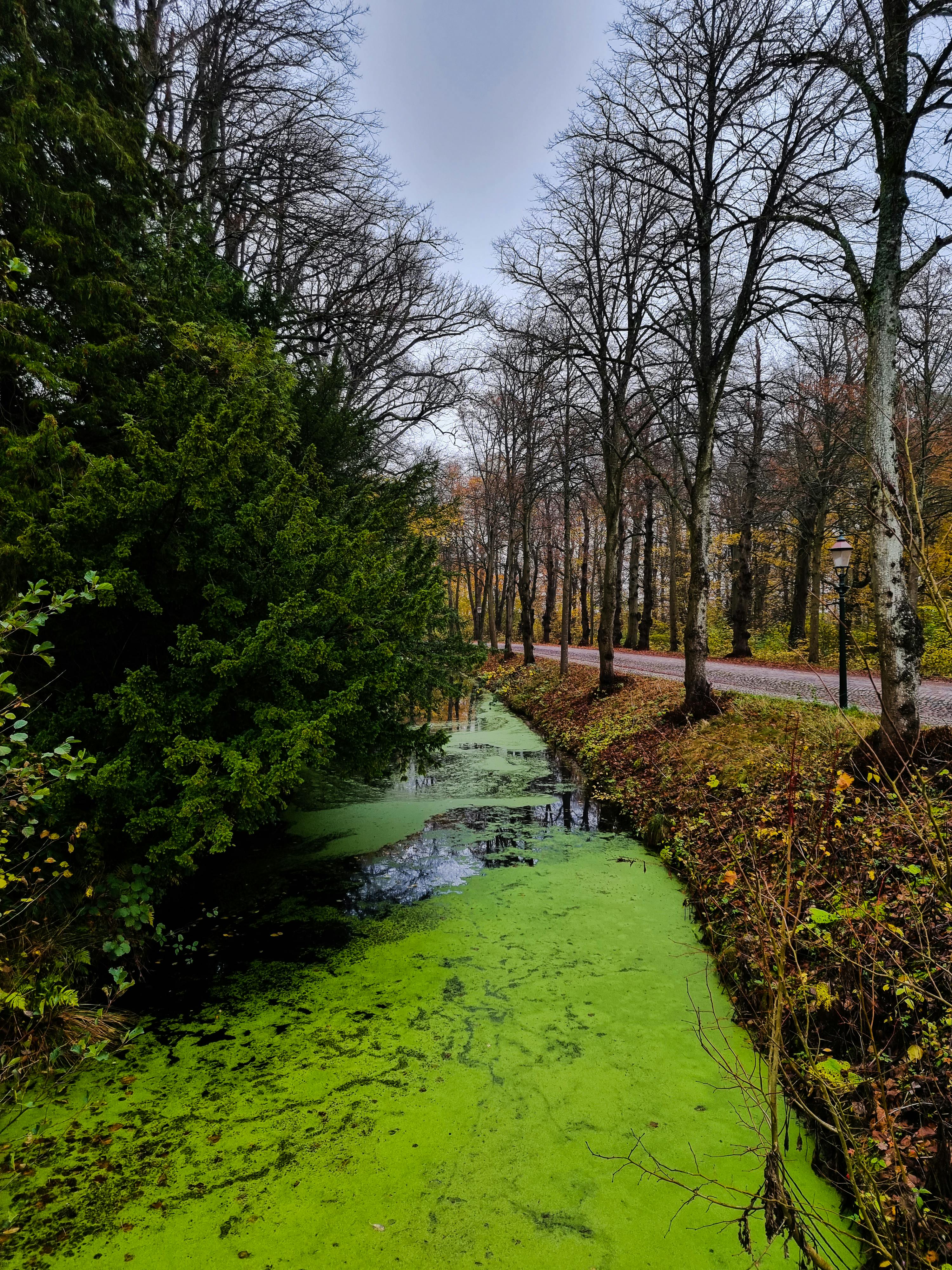 A green stream with algae in it · Free Stock Photo