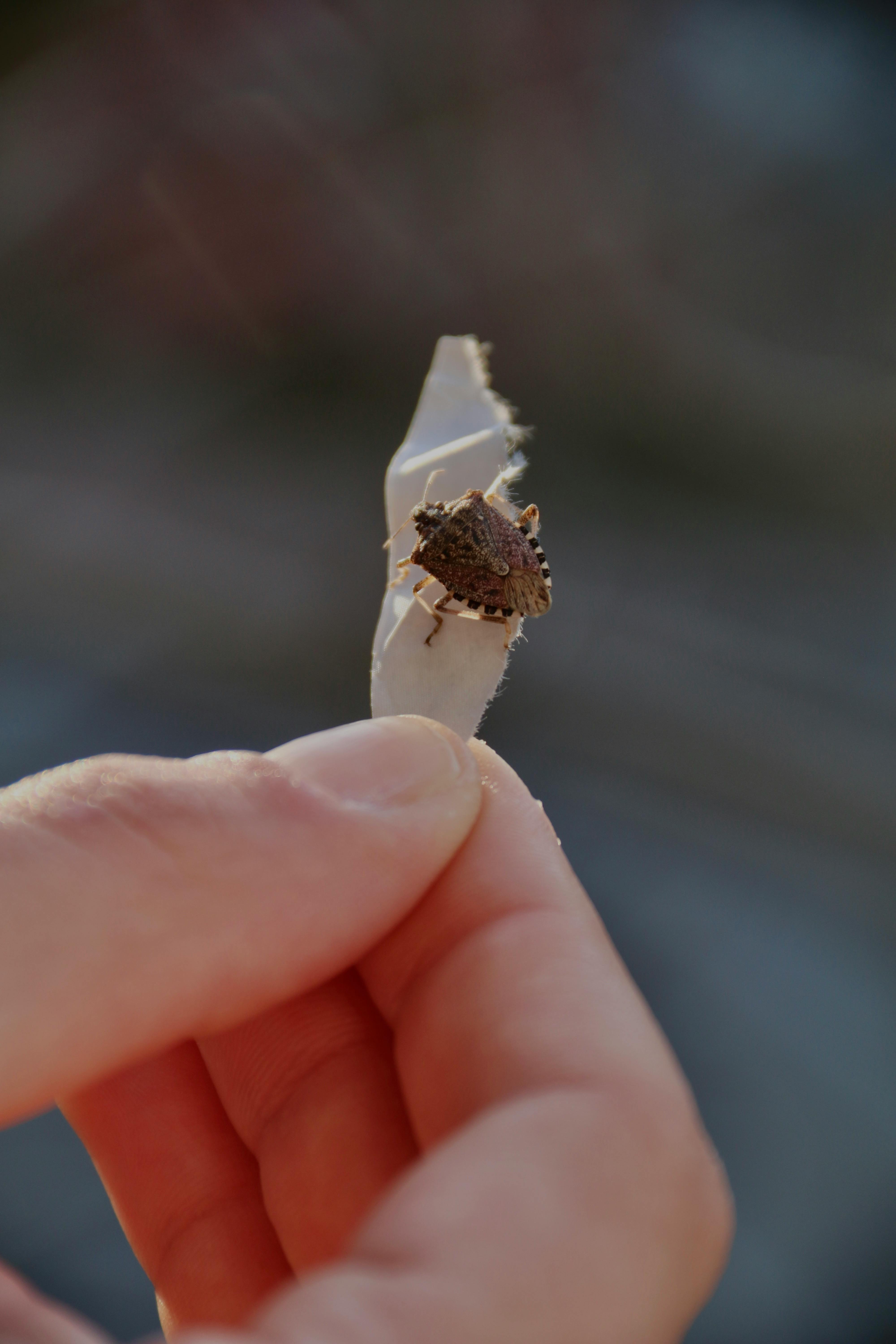 Close-up of Hand Holding Bug Sitting on Paper · Free Stock Photo