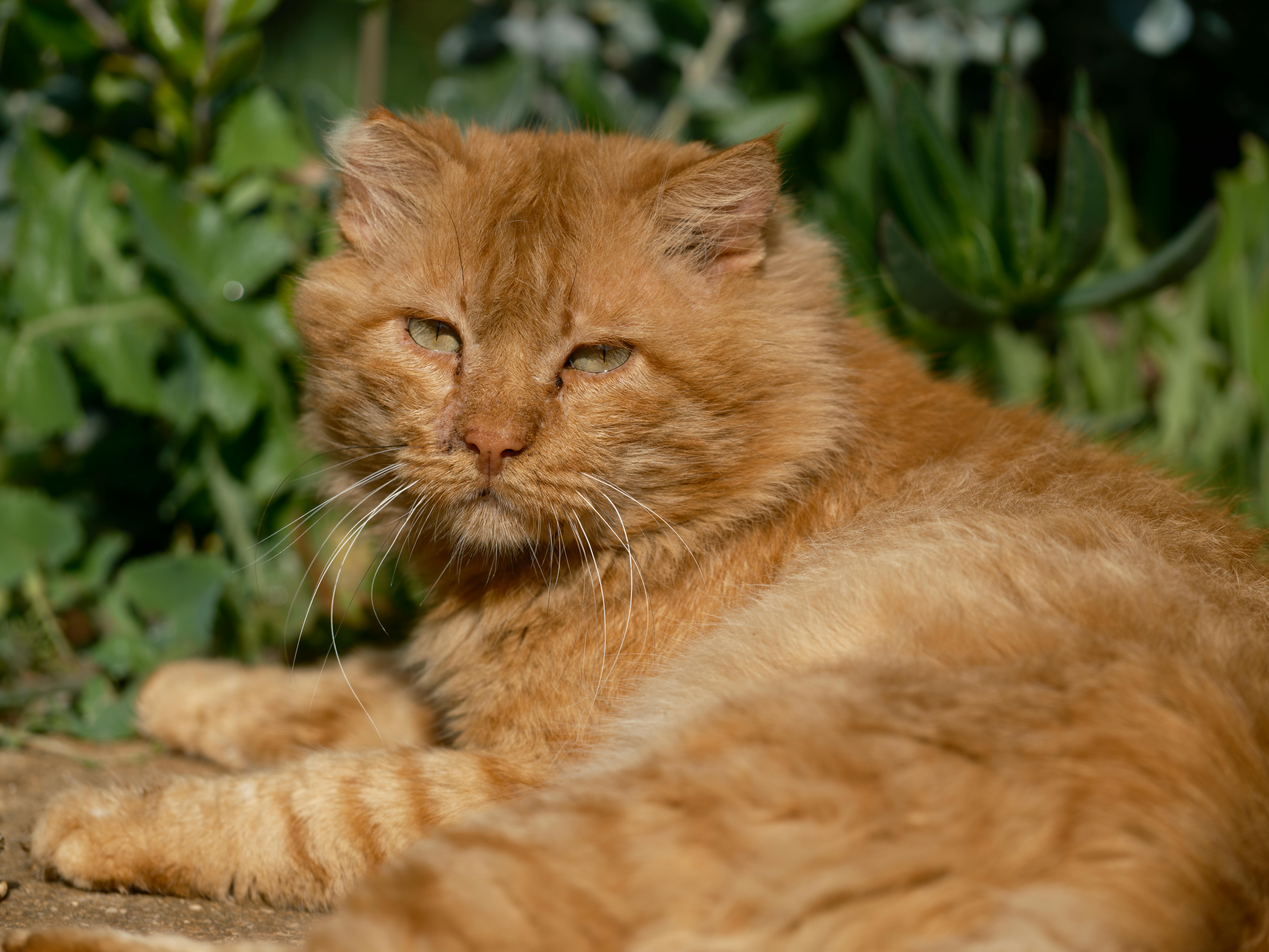 Close-up of an Orange Cat Lying Outside in Sunlight · Free Stock Photo
