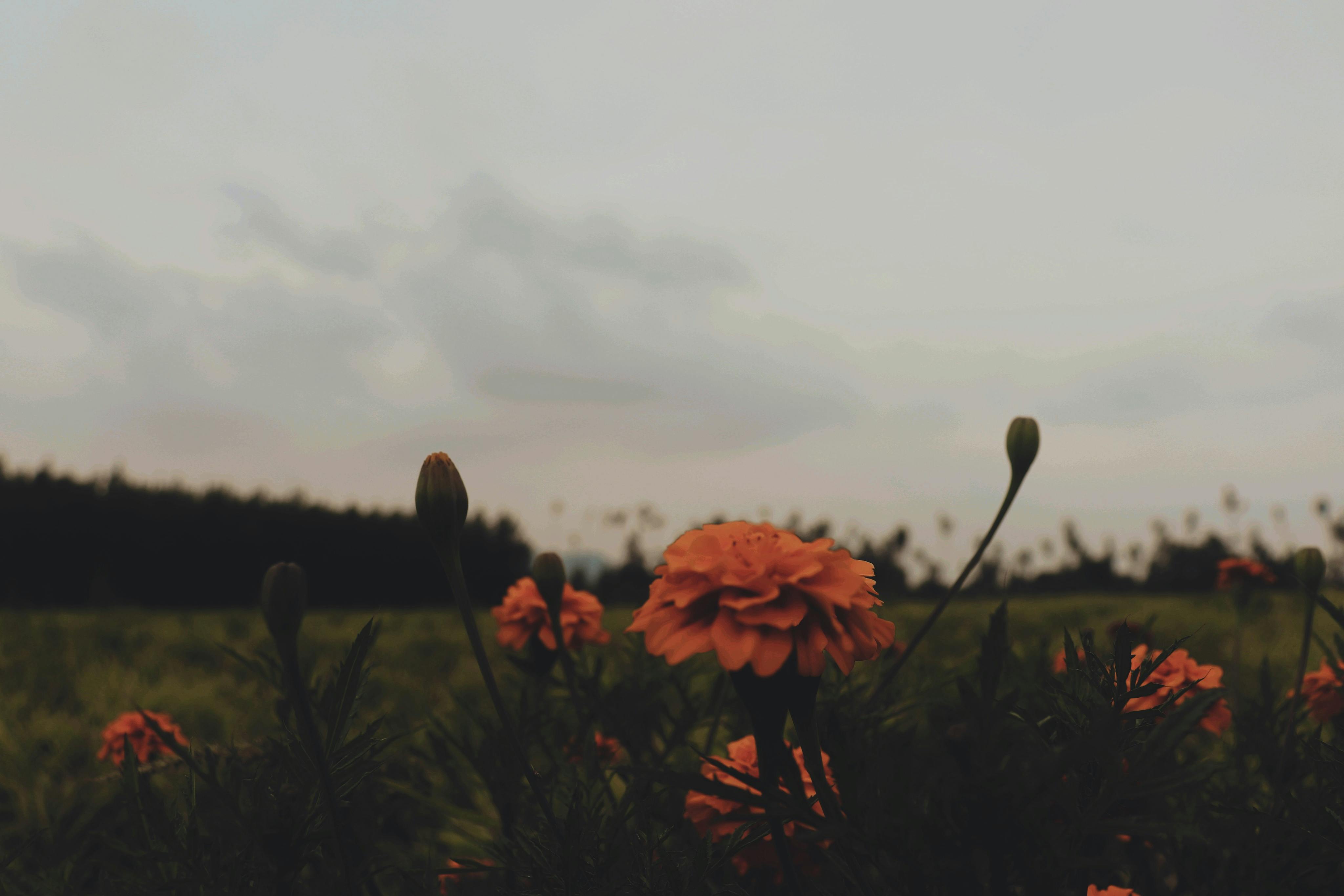 DHARANISH SAKTHIVEL - Fotografía