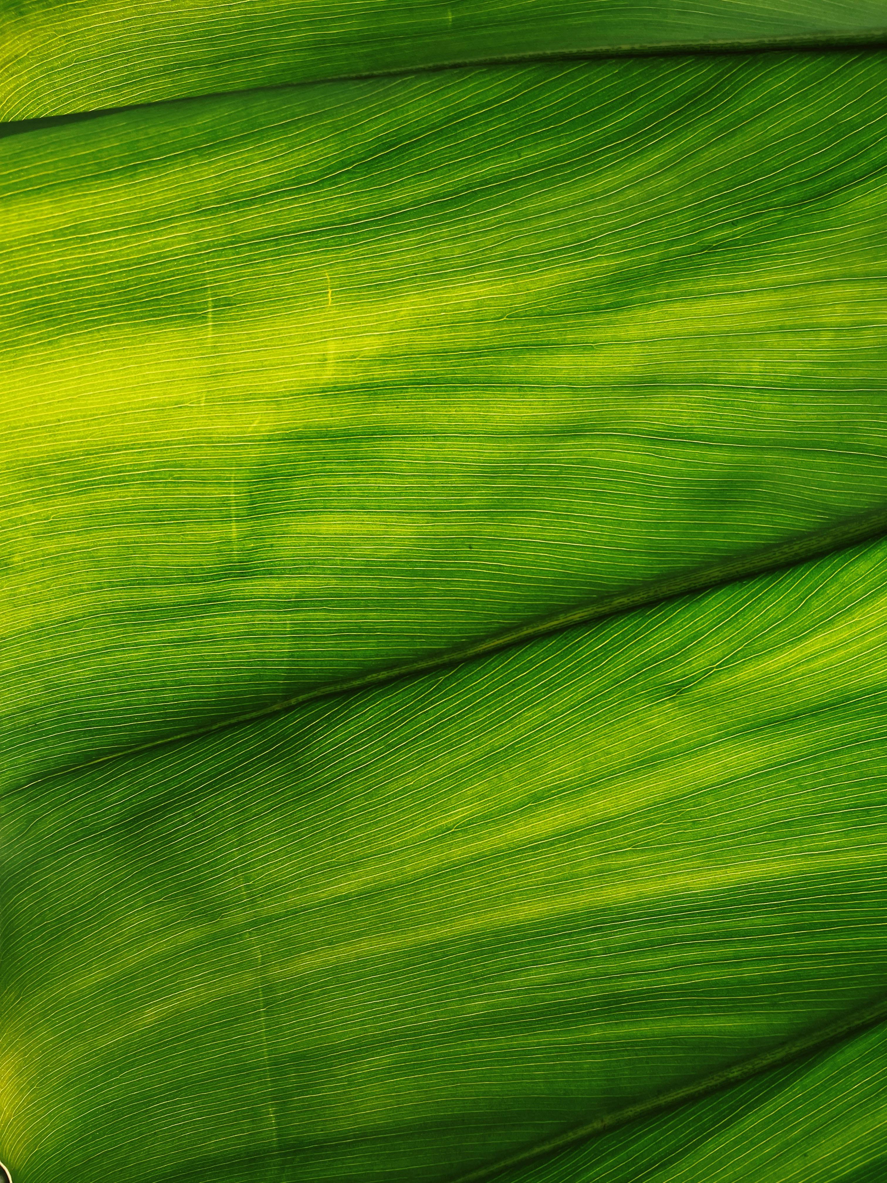 Close-up of a Fresh Green Leaf Structure · Free Stock Photo