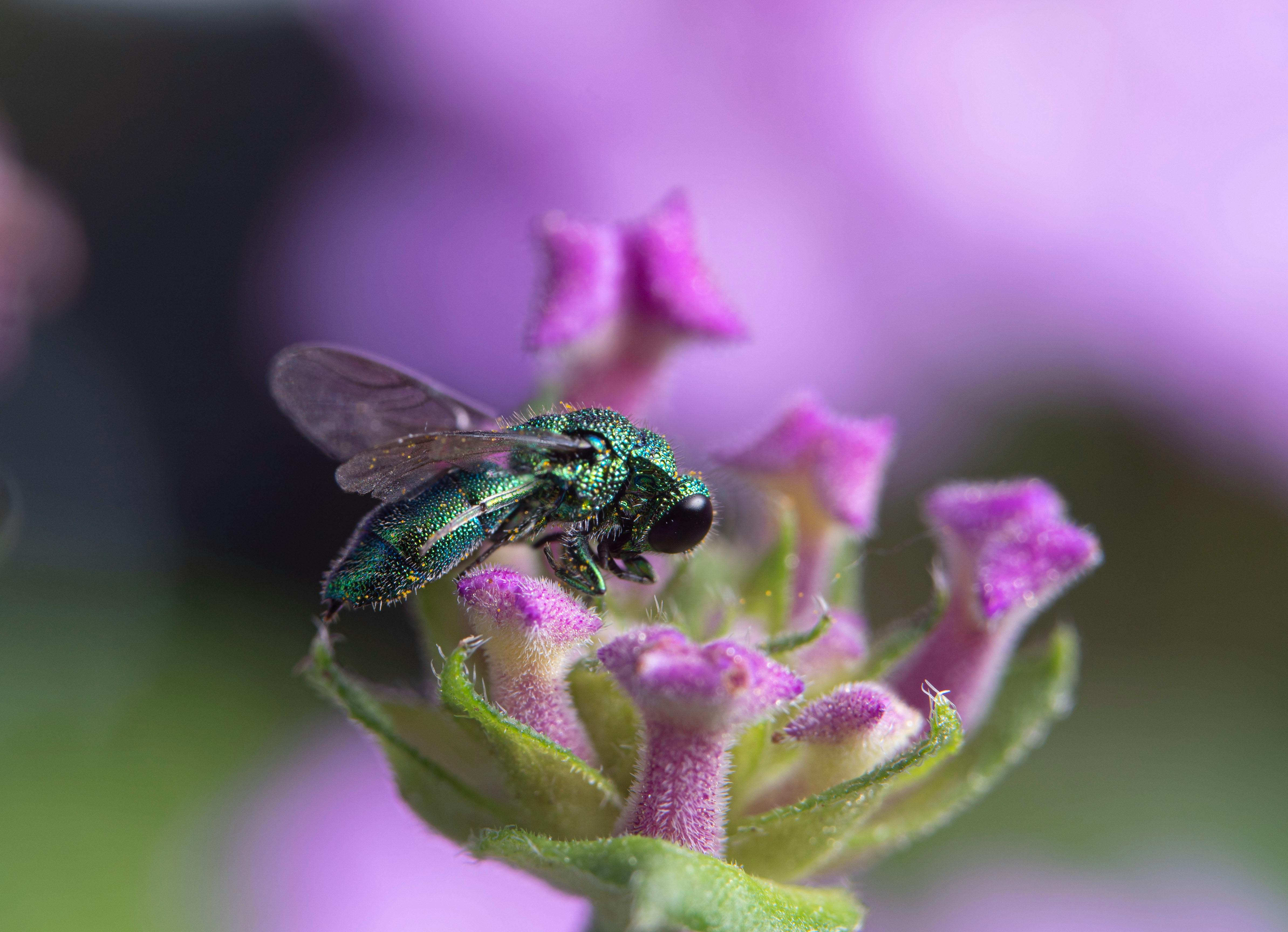 Insect on a Flower · Free Stock Photo