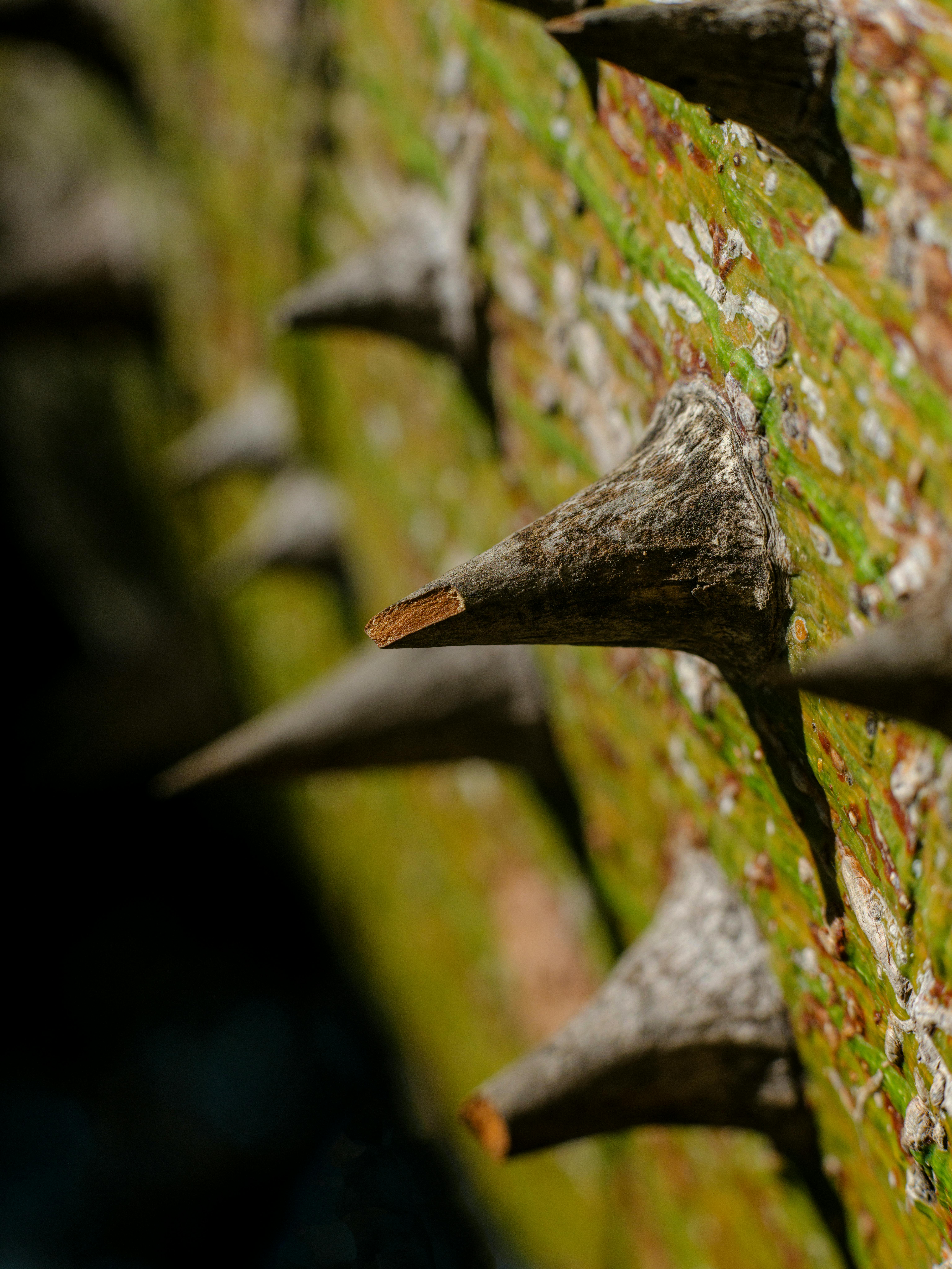 Spikes on Tree Trunk · Free Stock Photo