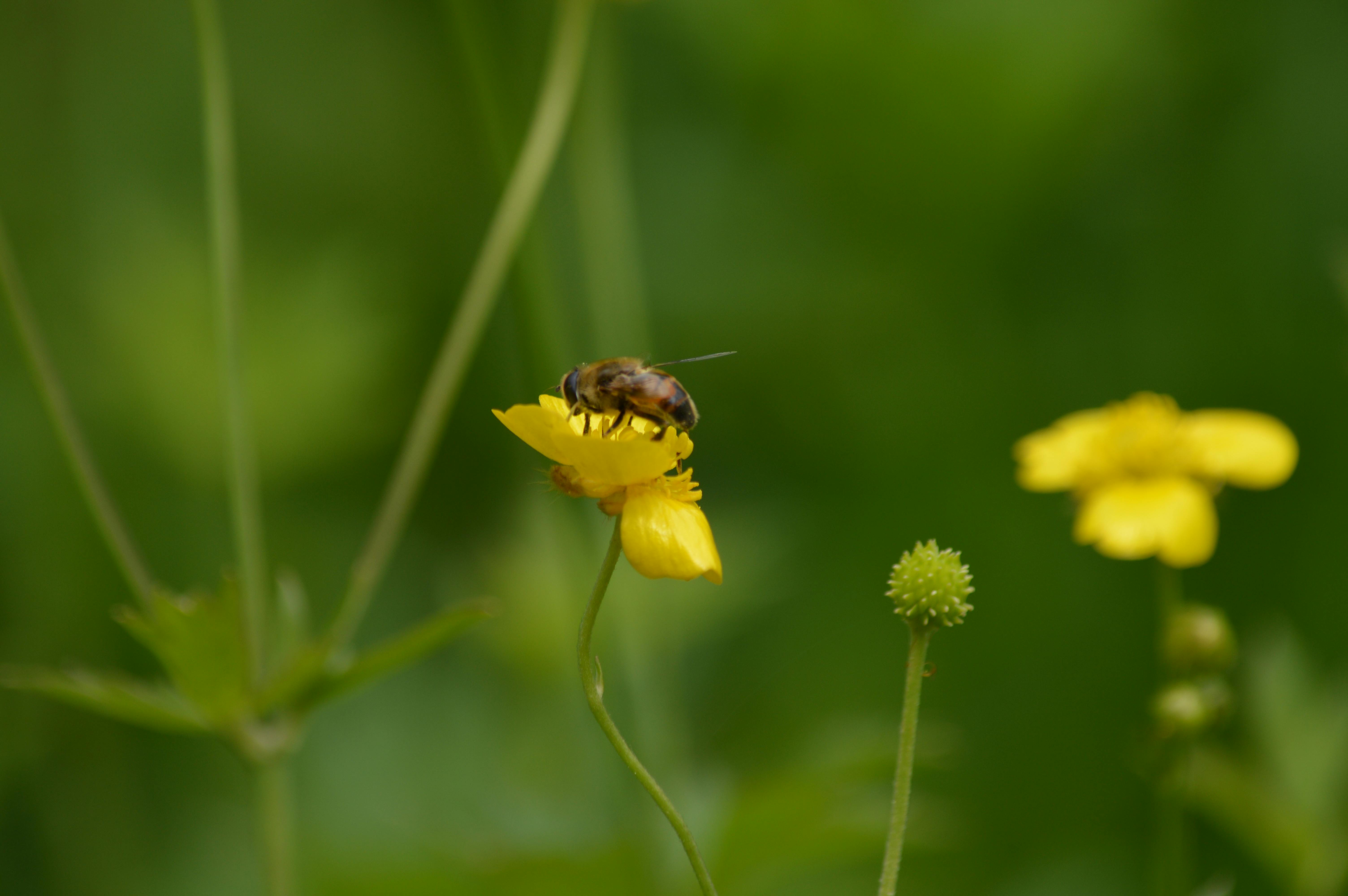 A Bee on a Yellow Flower · Free Stock Photo