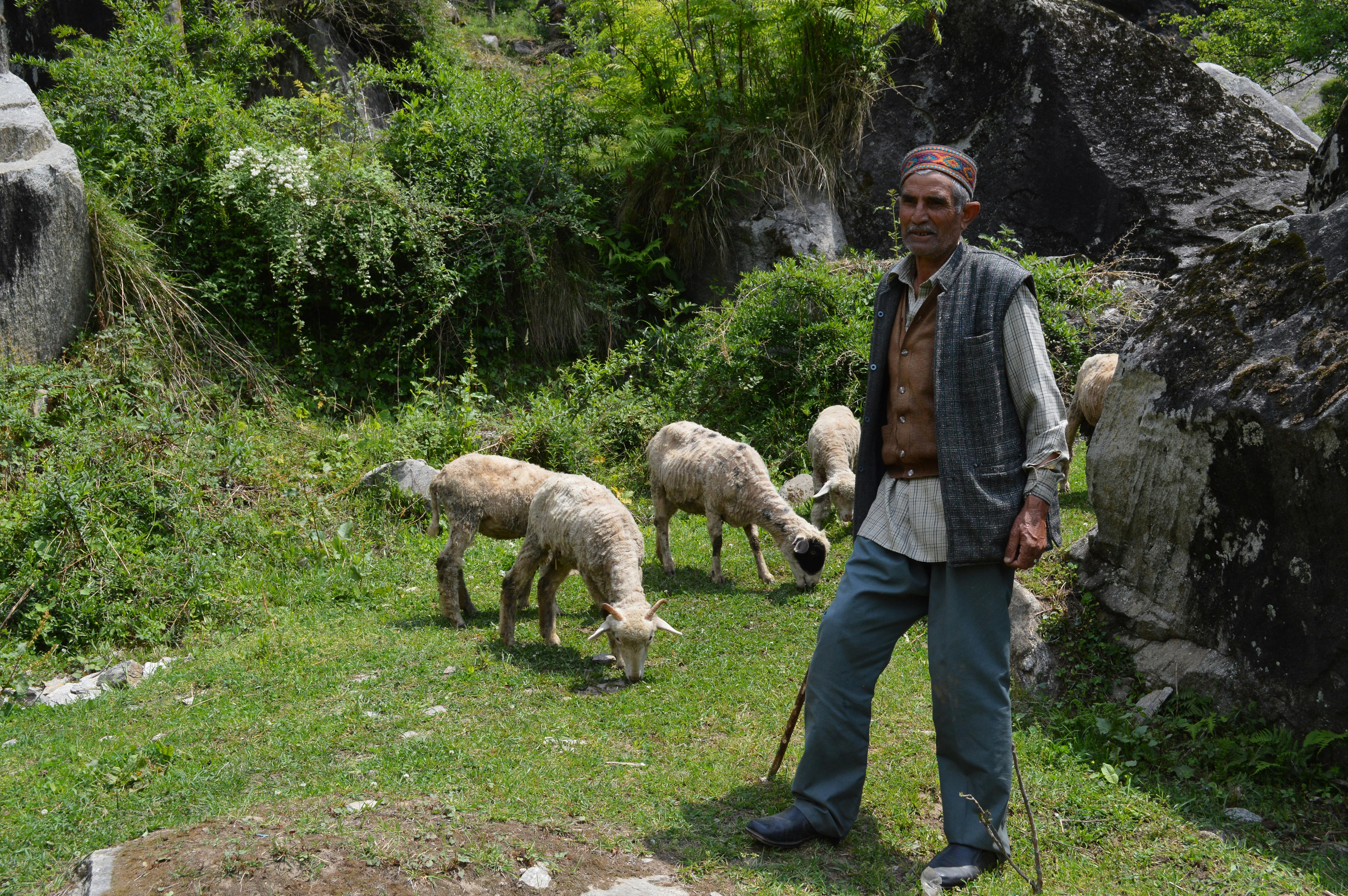 Shepherd with Sheep · Free Stock Photo