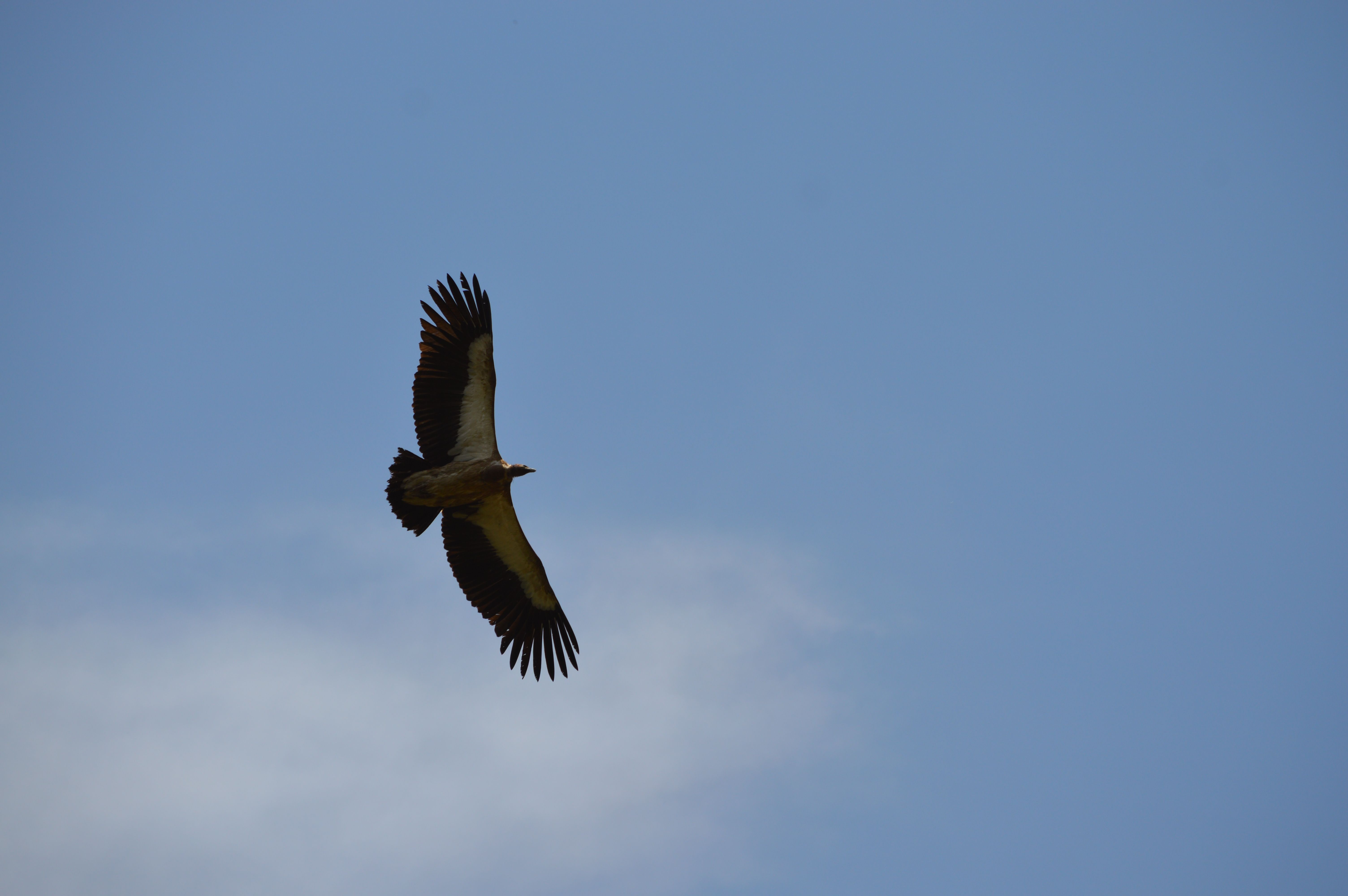 Low Angle View of a Flying Bird · Free Stock Photo