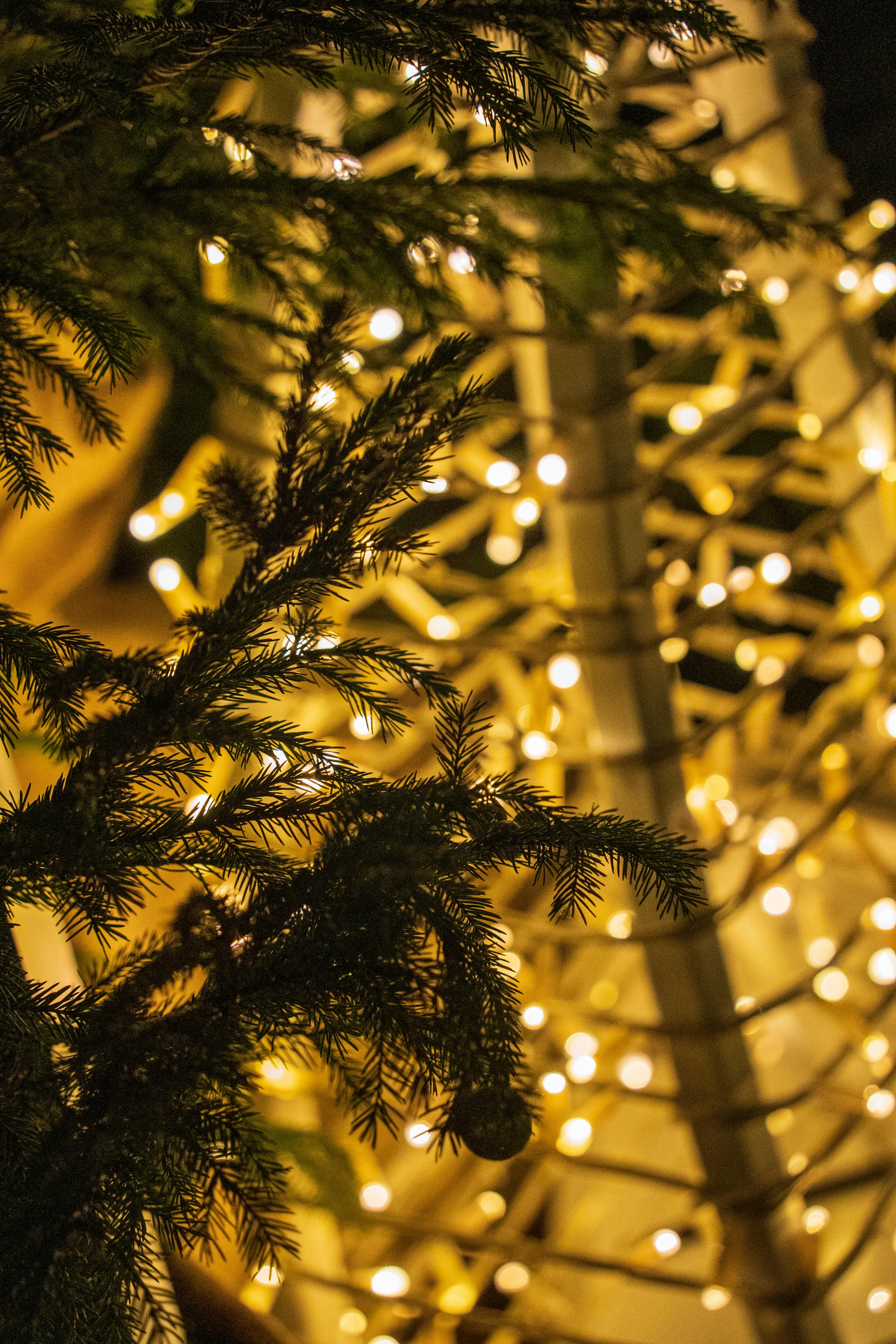 Conifer Tree against Lights · Free Stock Photo