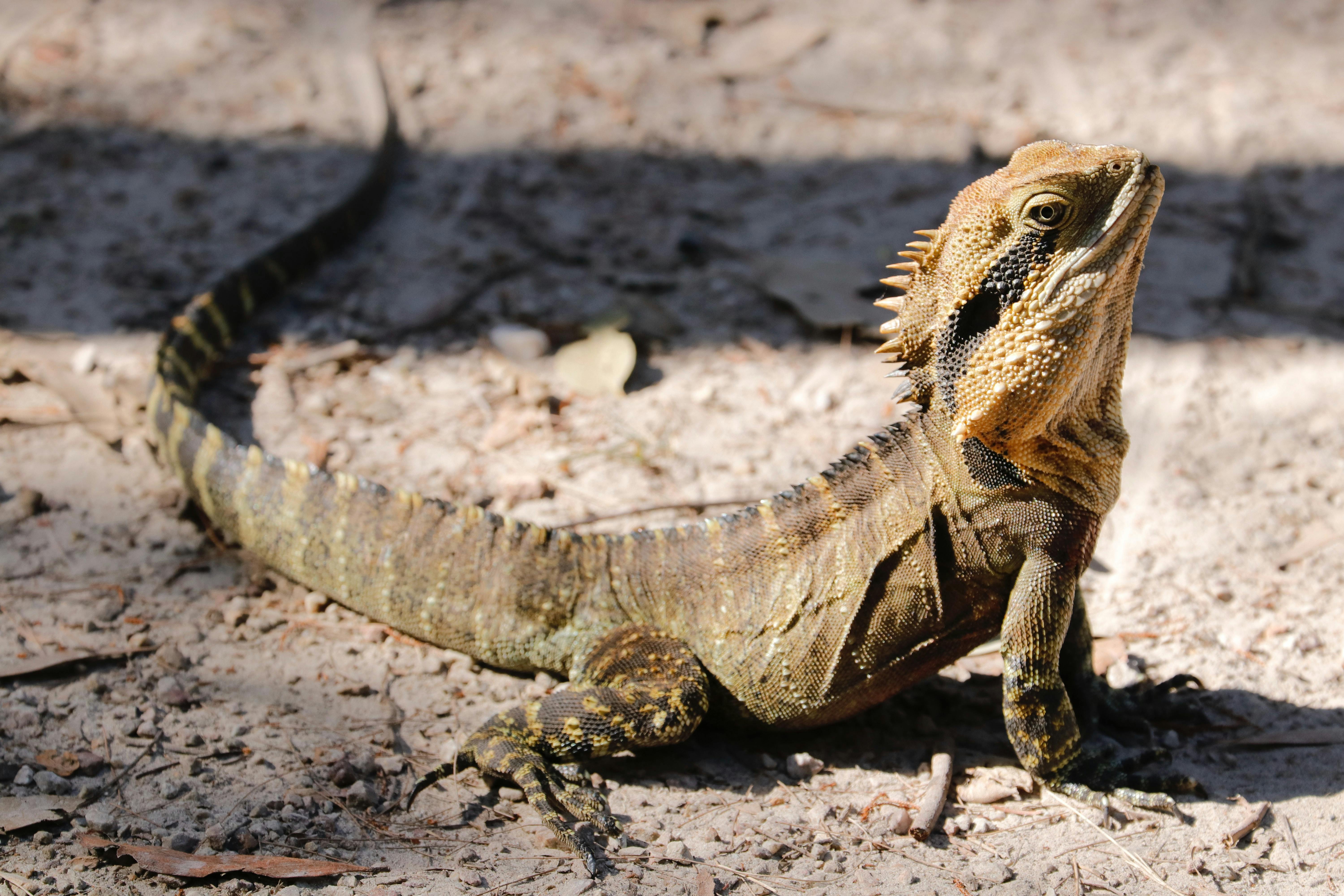 Australian Lizards Photos, Download The BEST Free Australian Lizards ...