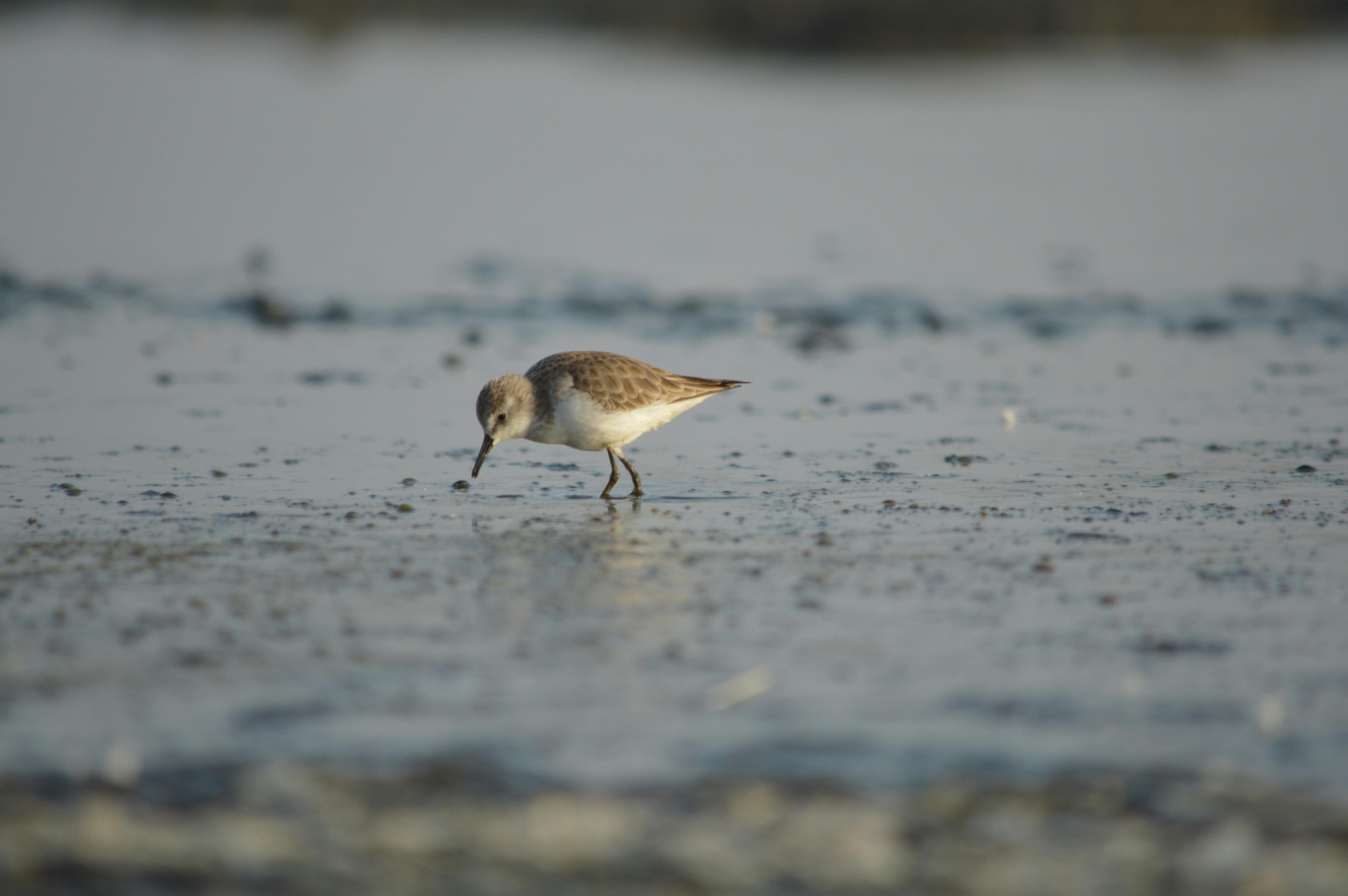 Bird Pecking in Water · Free Stock Photo