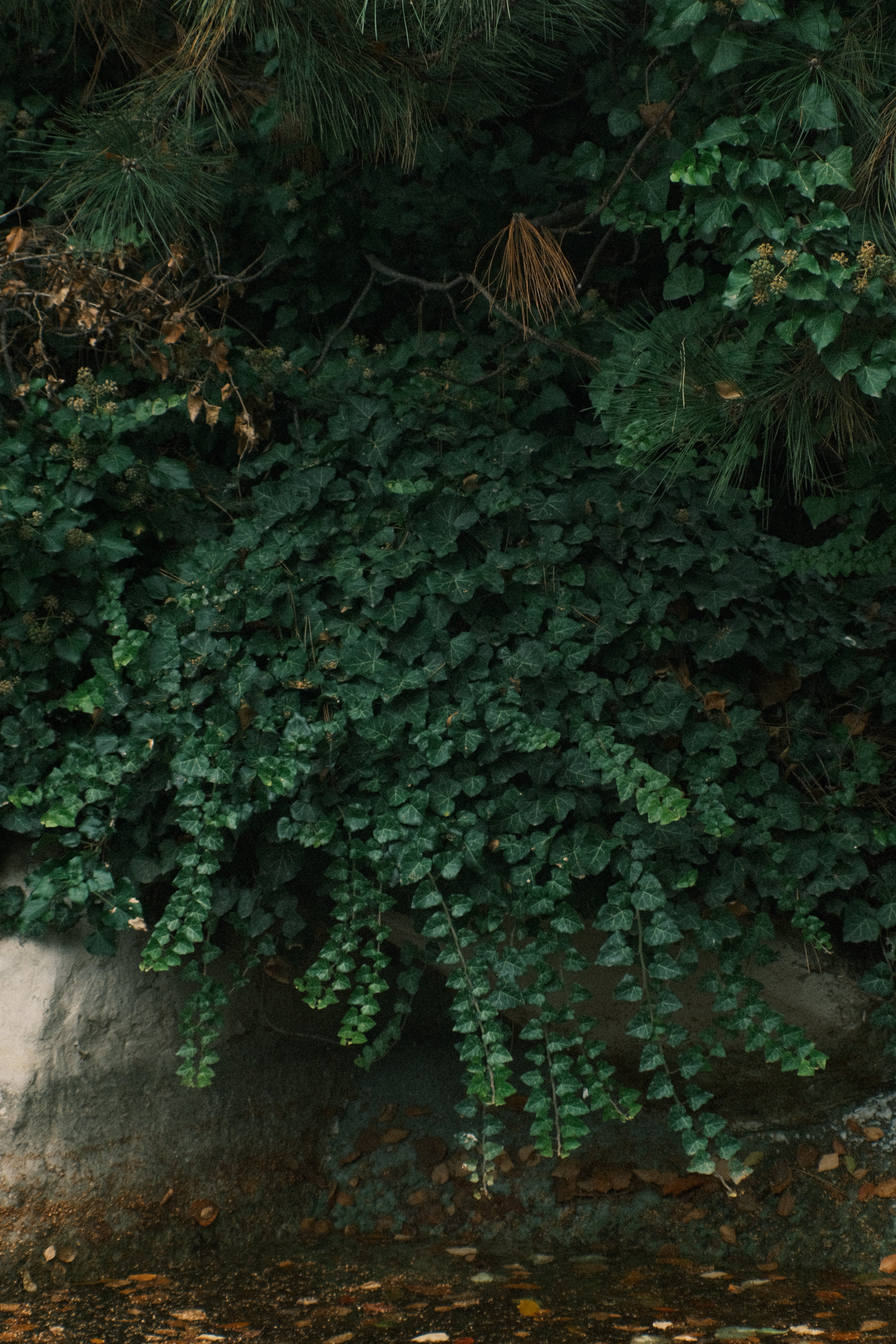 Lush Foliage in Garden · Free Stock Photo