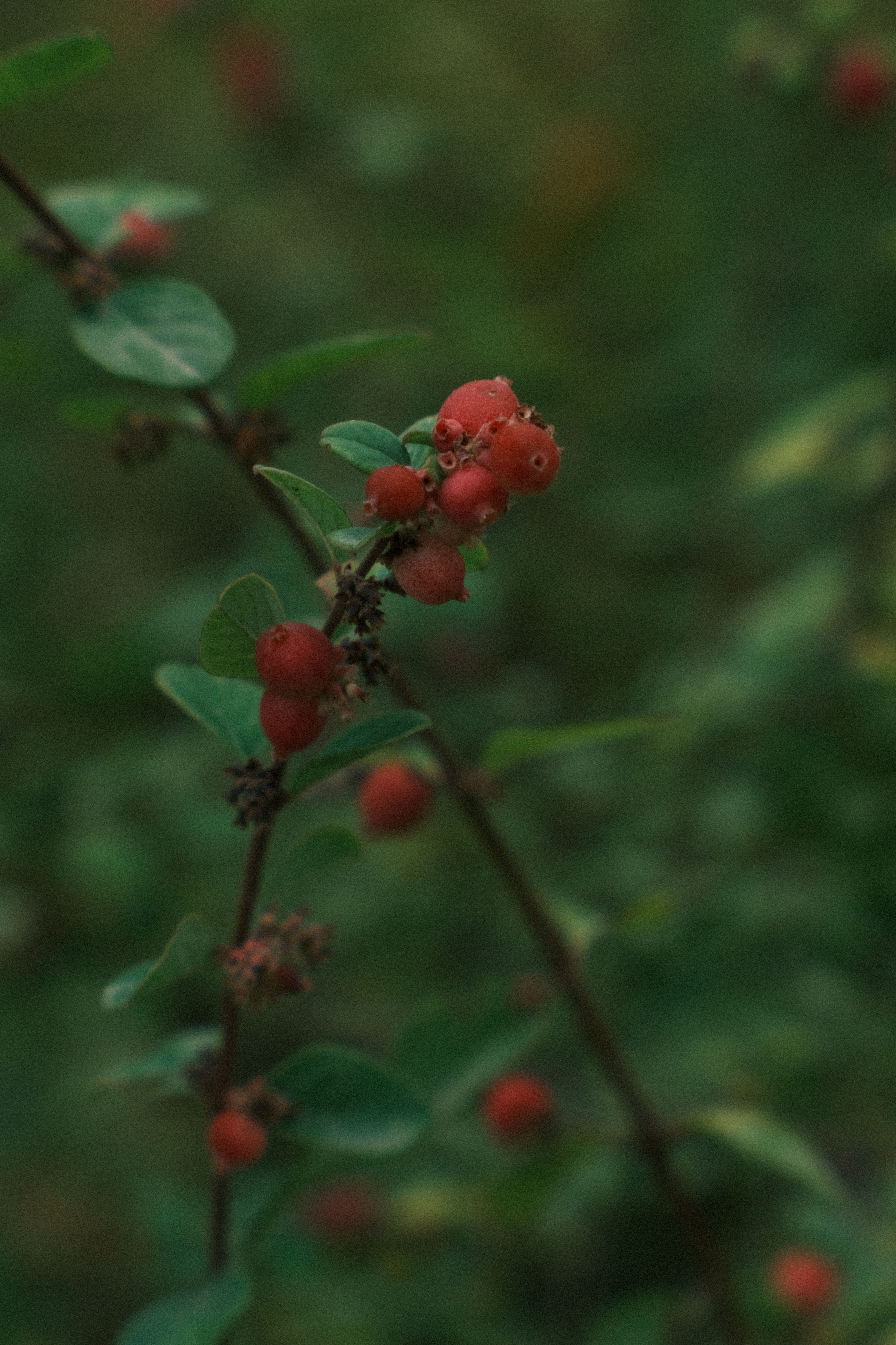 Tangled Branches of Shrub · Free Stock Photo