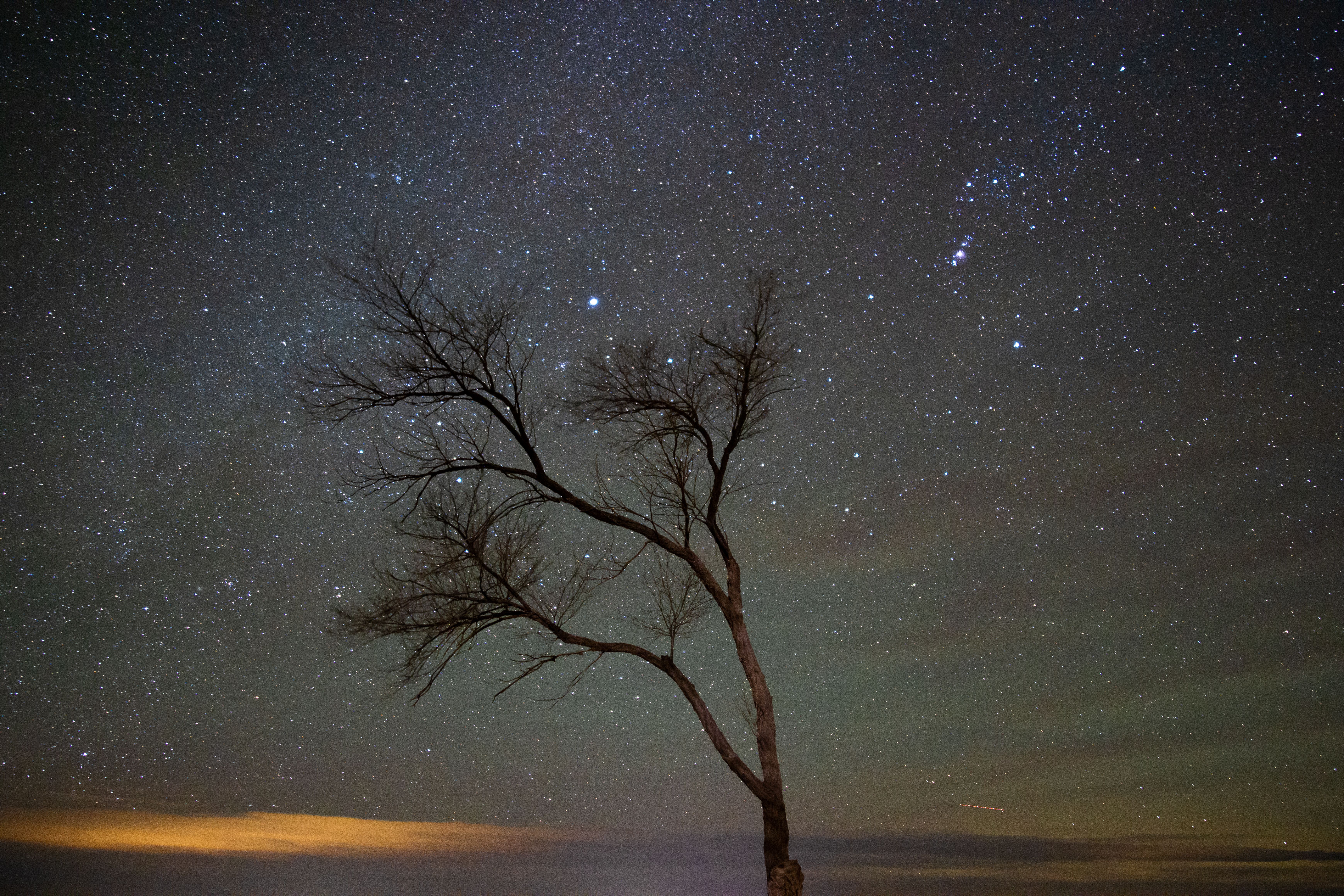 A Lone Tree Under a Starry Night Sky · Free Stock Photo