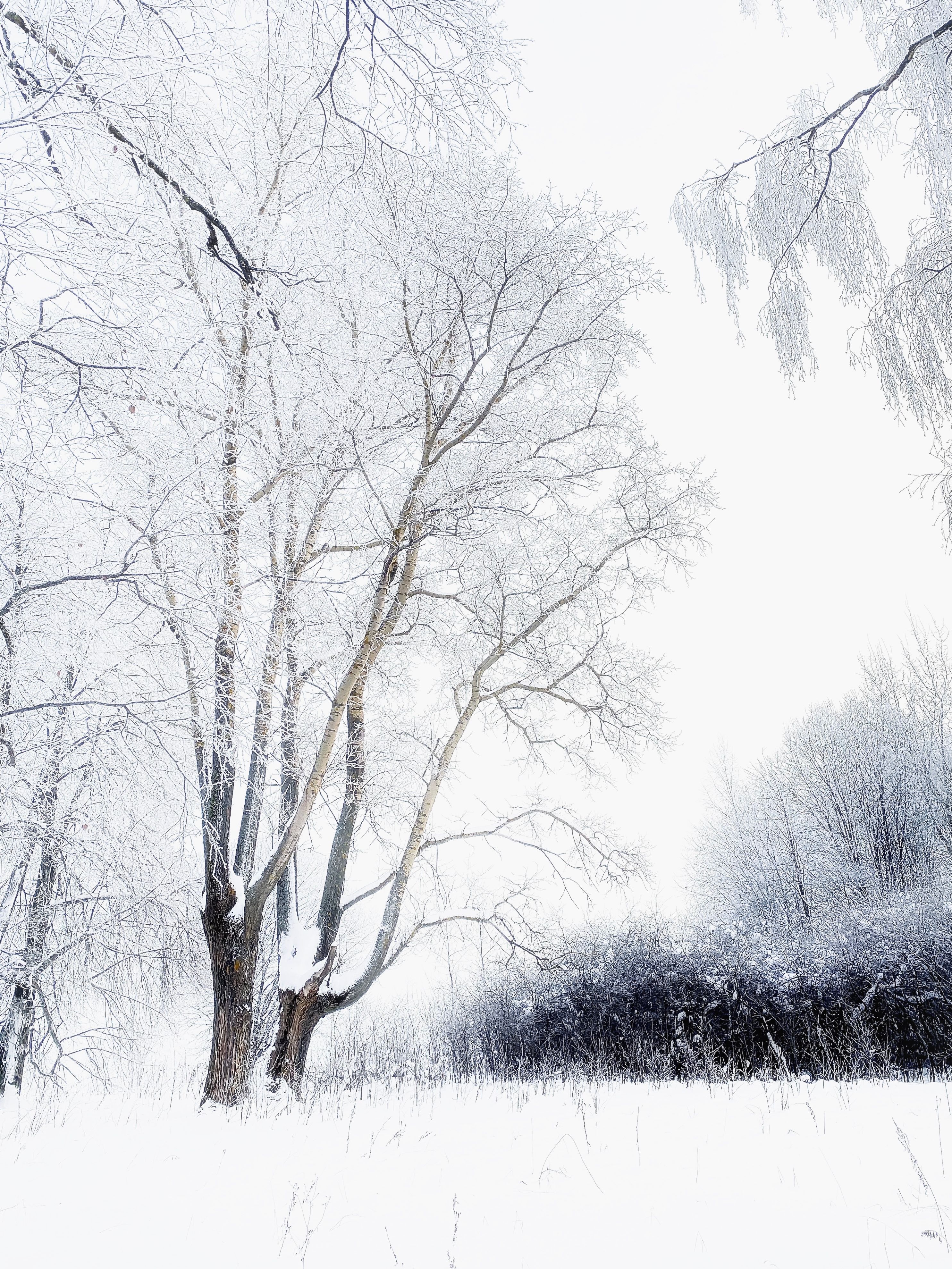 Green Trees on Snow Covered Ground · Free Stock Photo