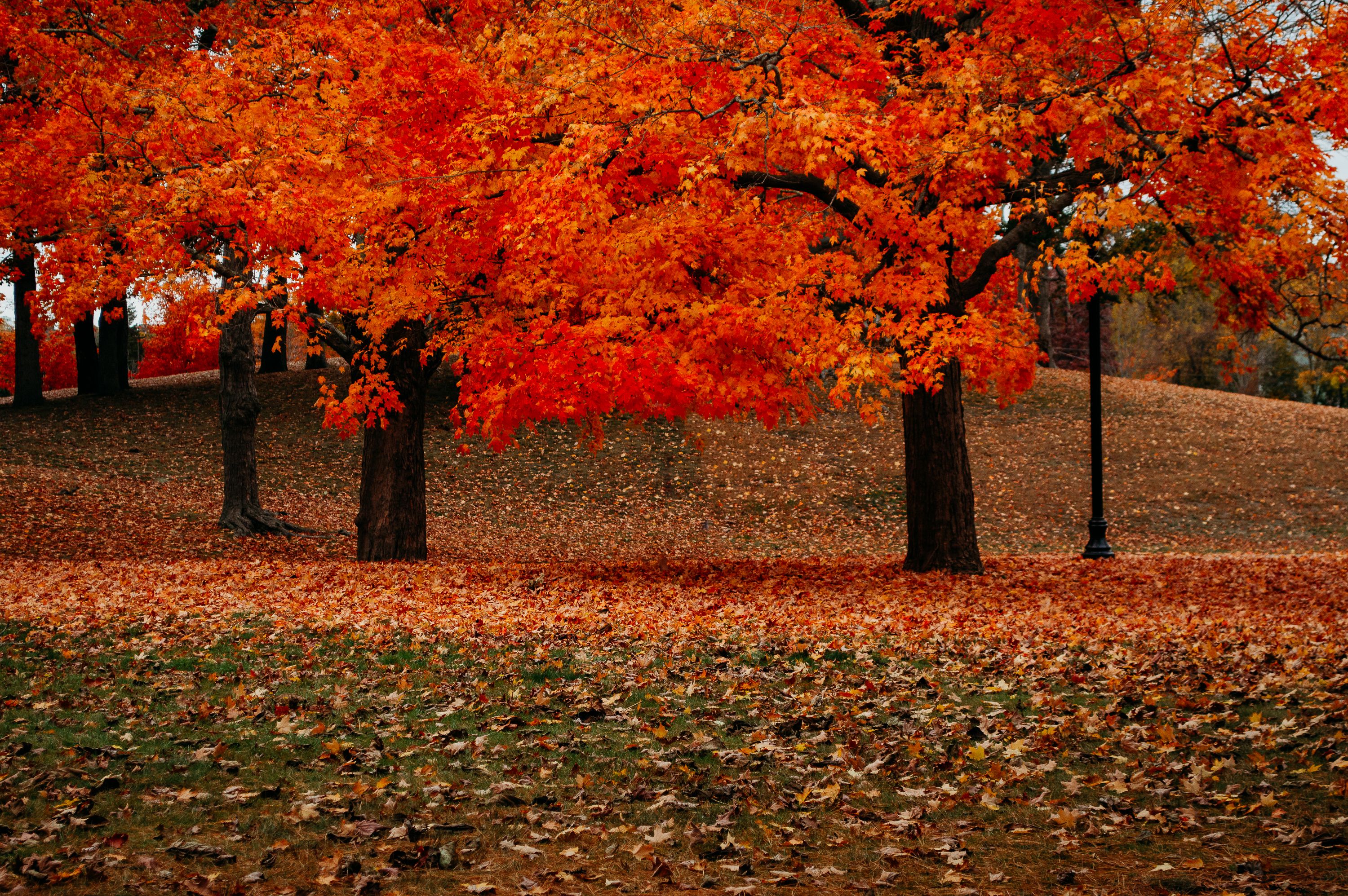A Park with Trees in Autumn Colors · Free Stock Photo