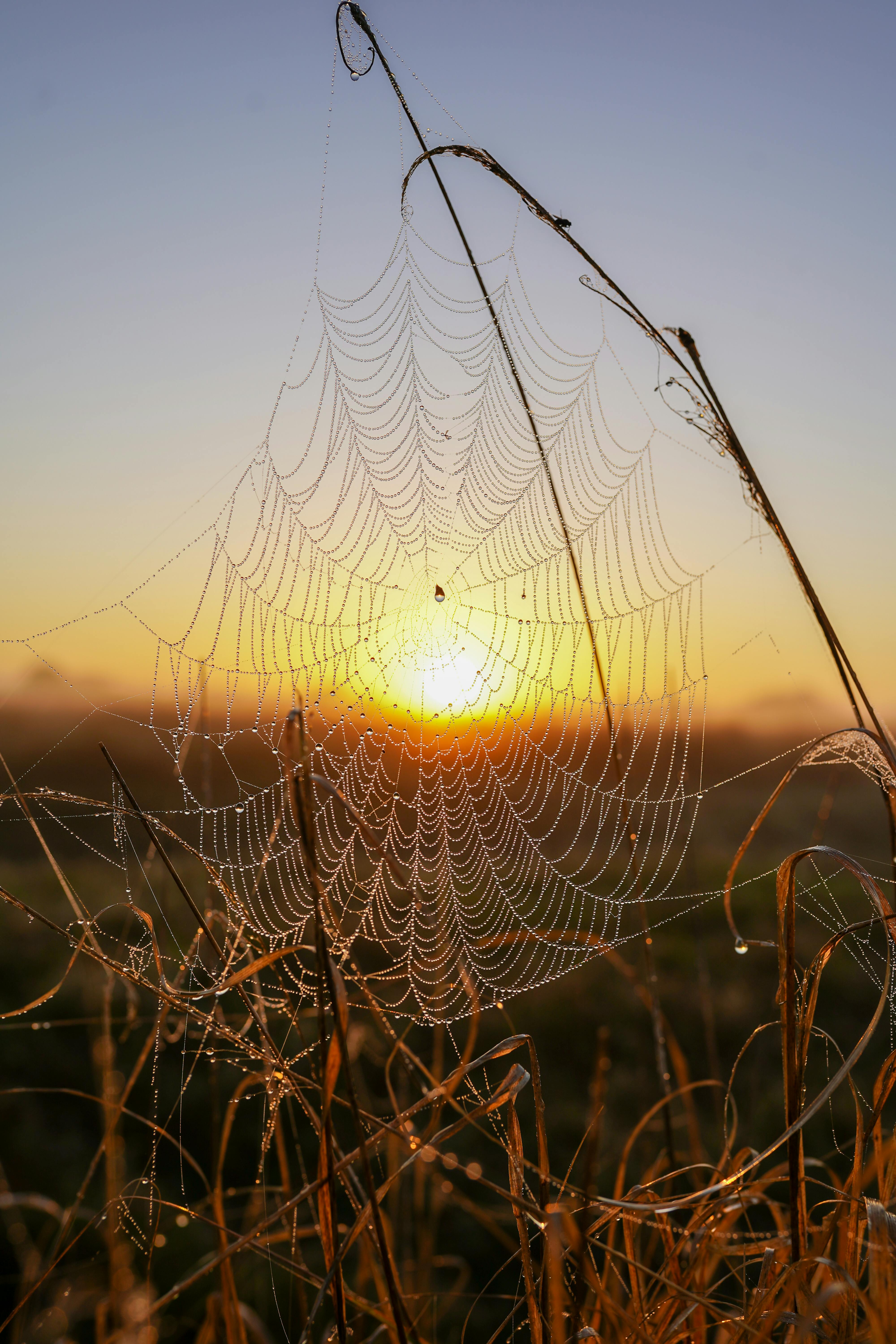 Photo of a Cobweb · Free Stock Photo