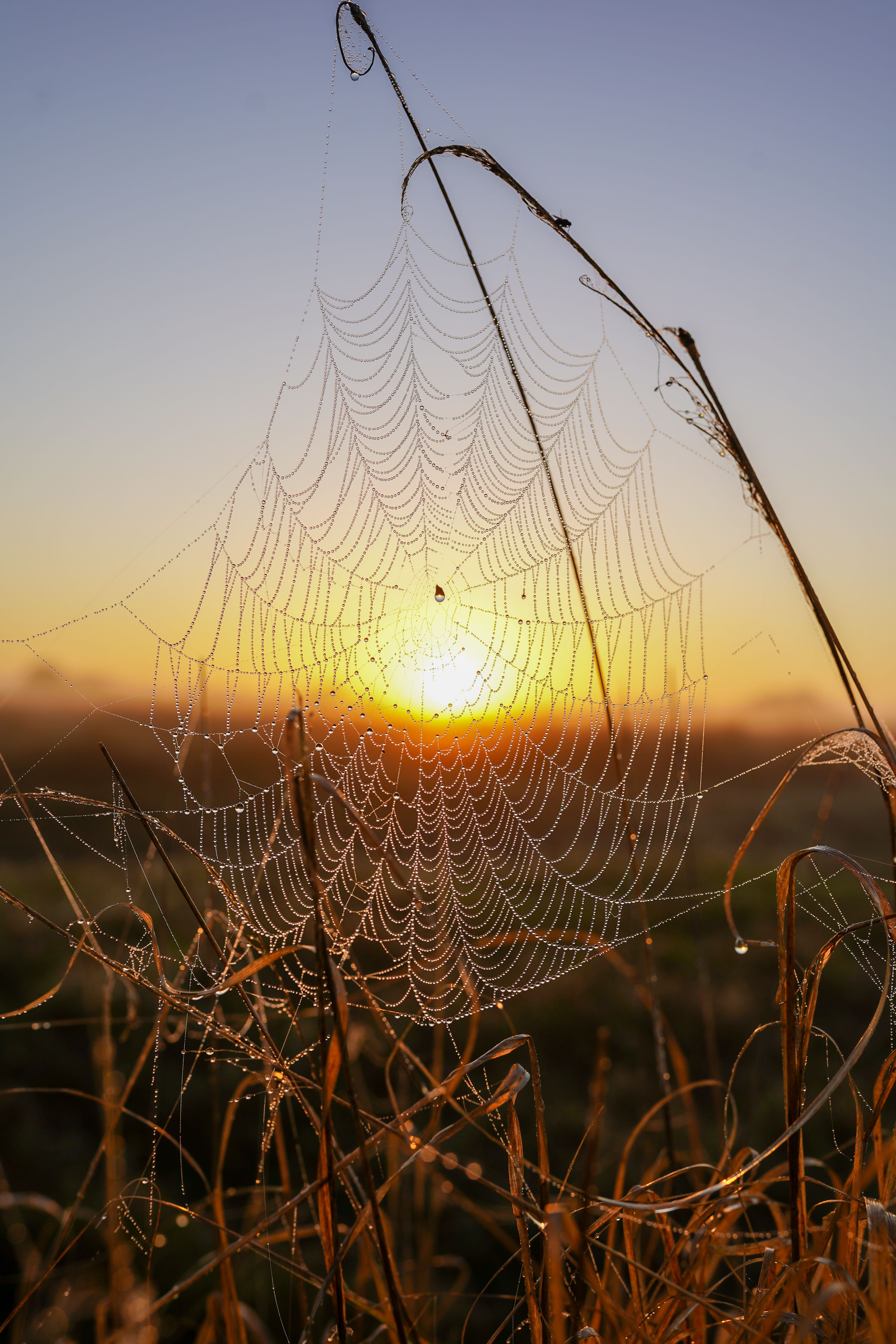 Cobweb on tree branch against grassland background in autumn sunrise ...