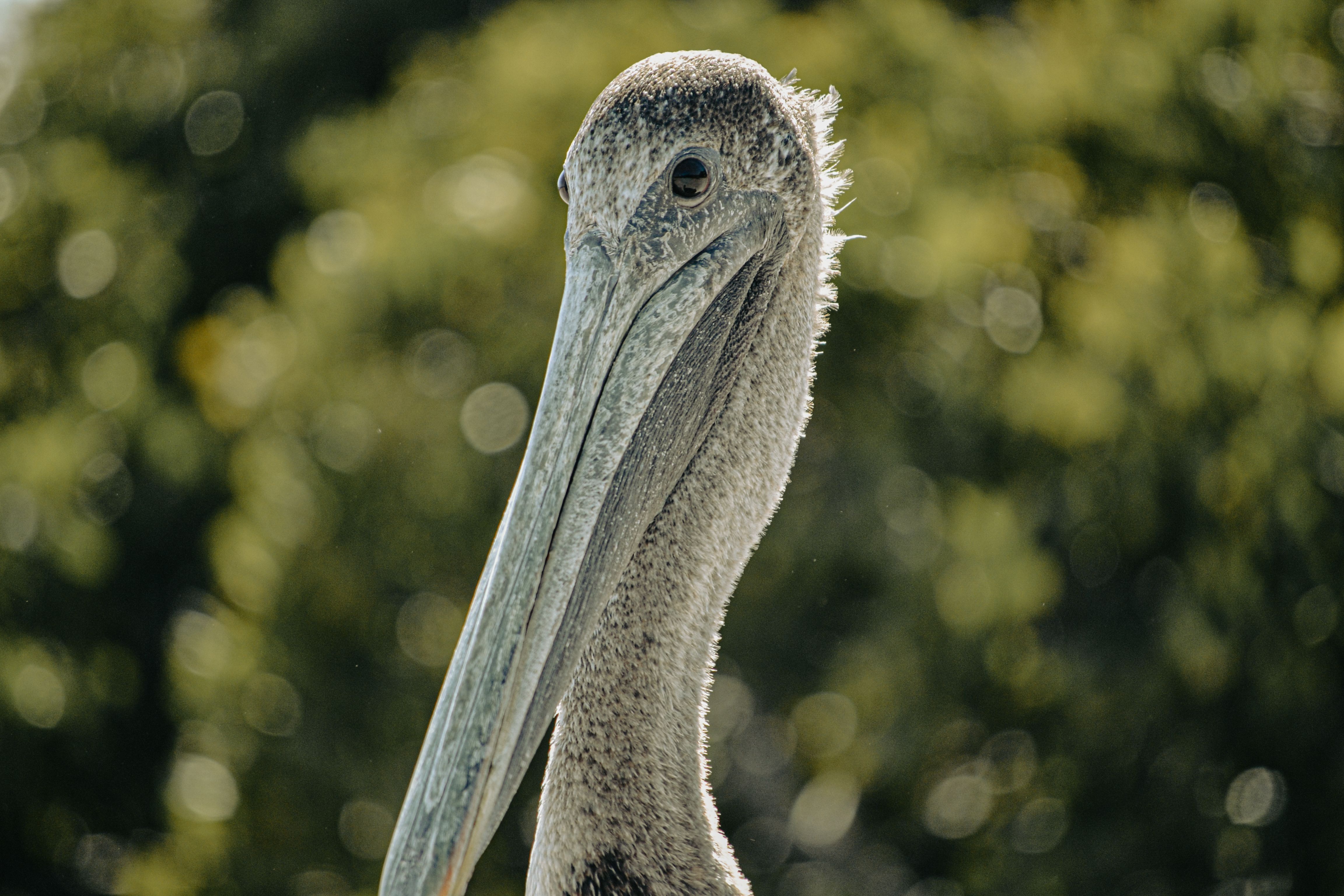 Close-Up Shot of a Pelican Bird · Free Stock Photo