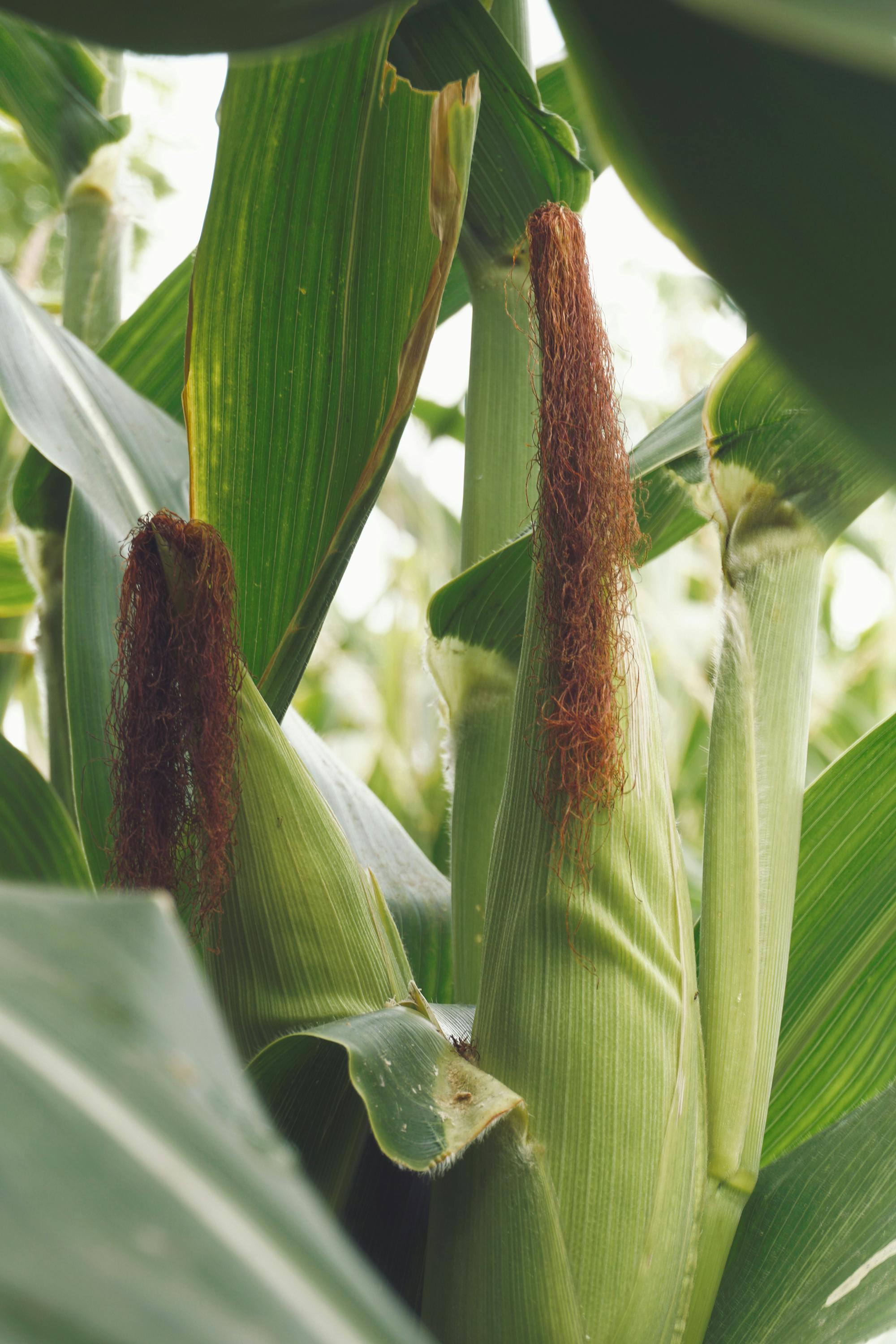 Close up of Green Plants · Free Stock Photo
