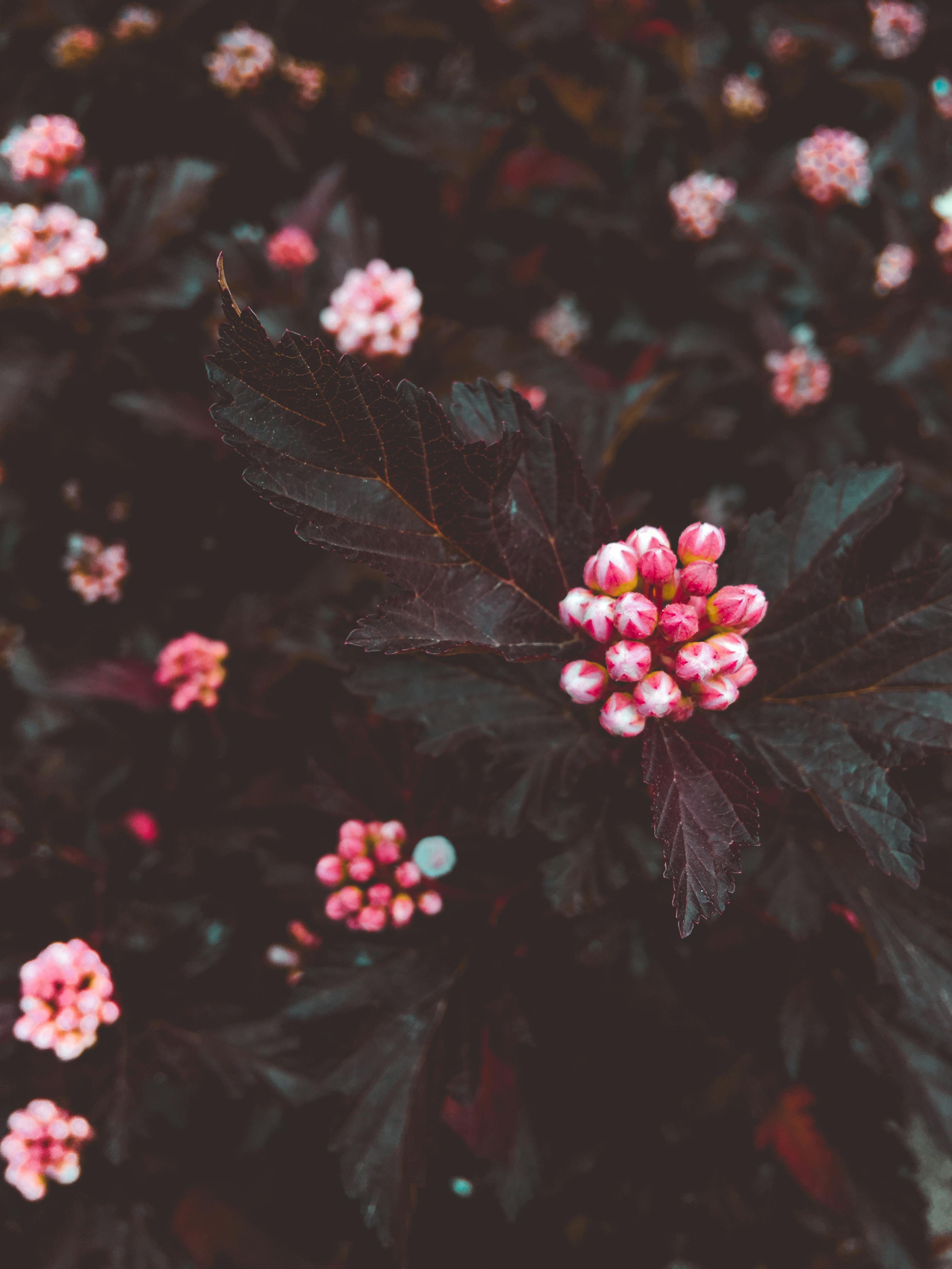 Selective Focus Photography of Pink Flowers · Free Stock Photo