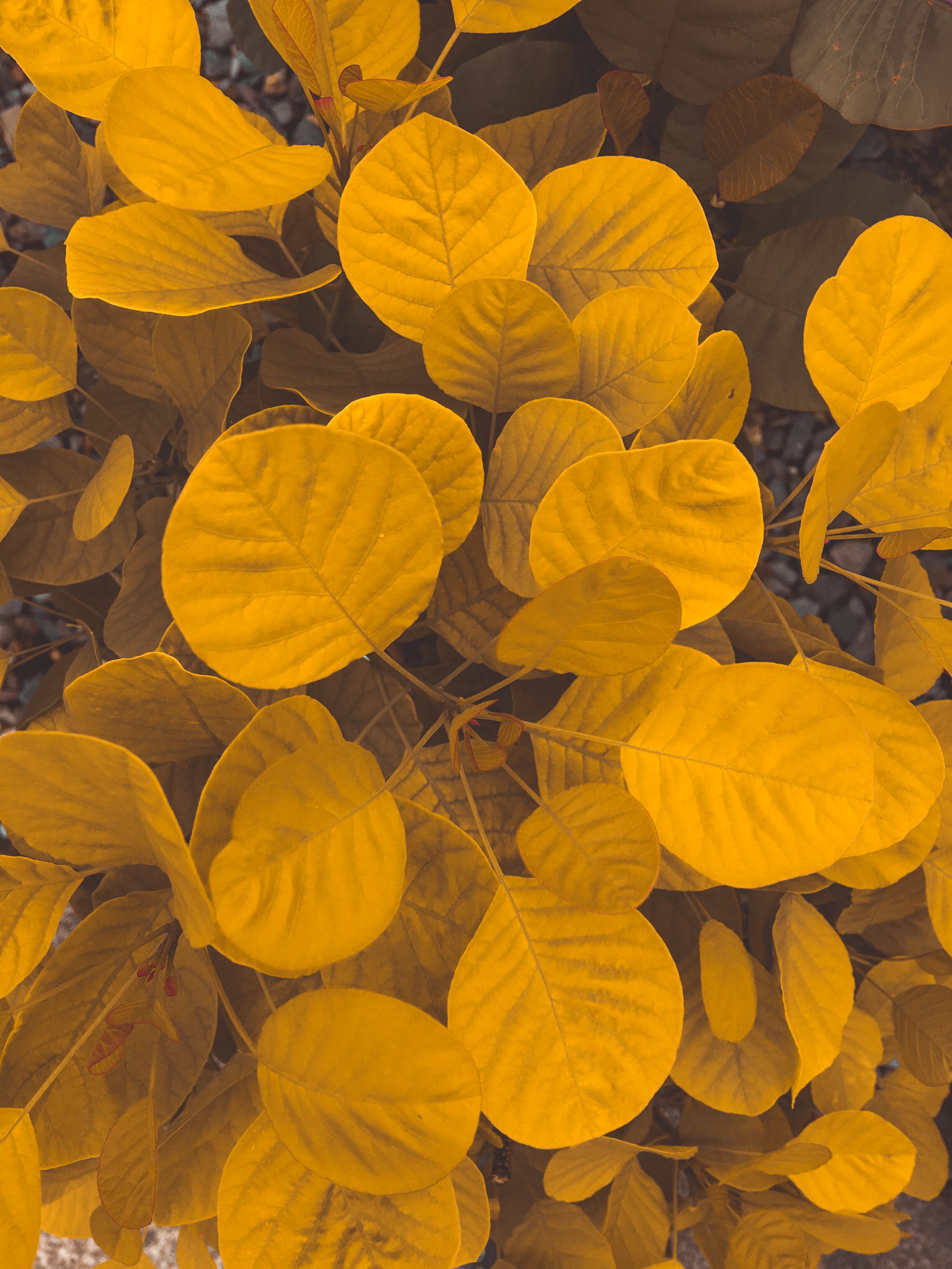 Bright lush green plant leaves in garden · Free Stock Photo
