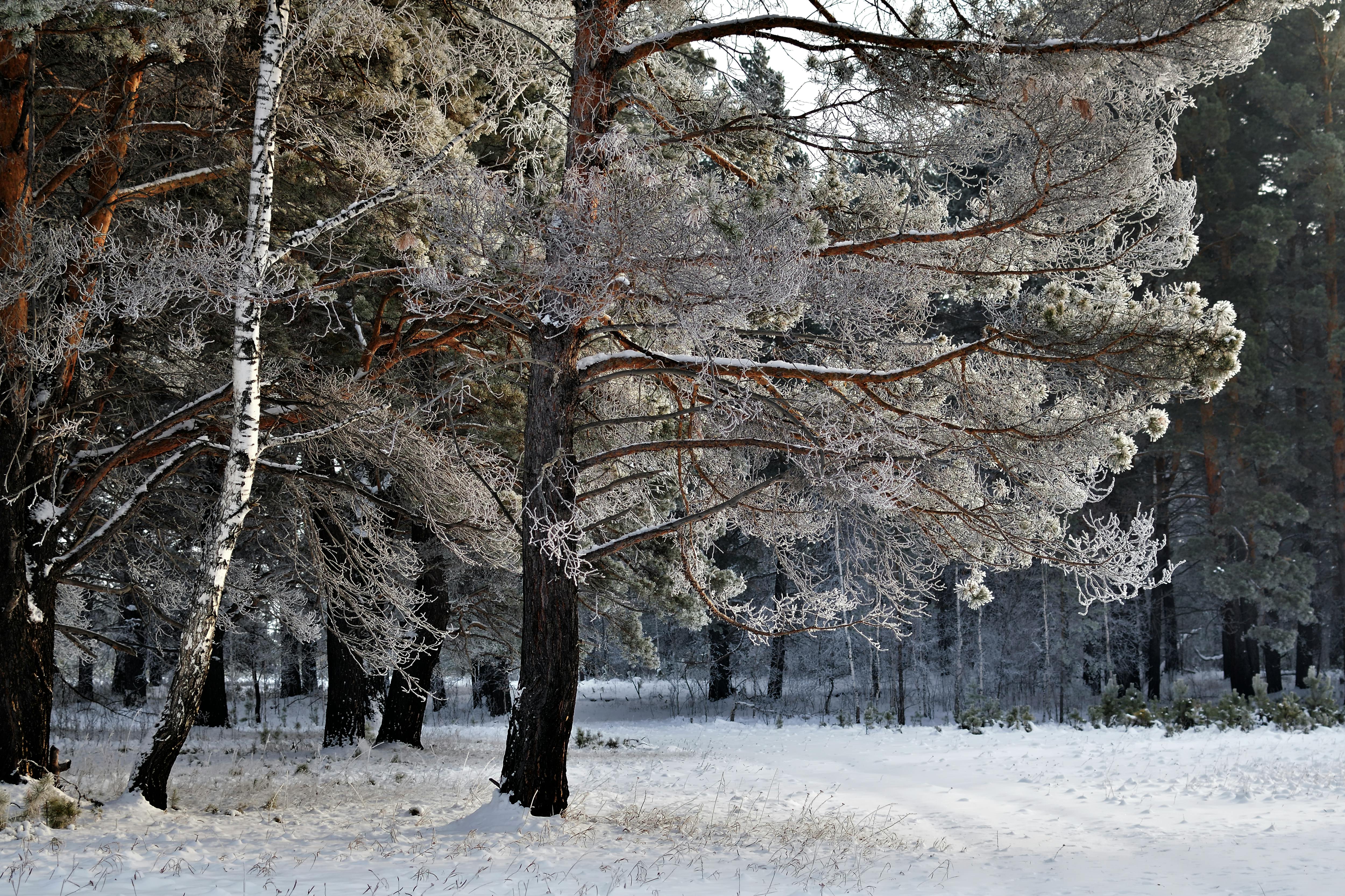 View of a Forest in Winter · Free Stock Photo