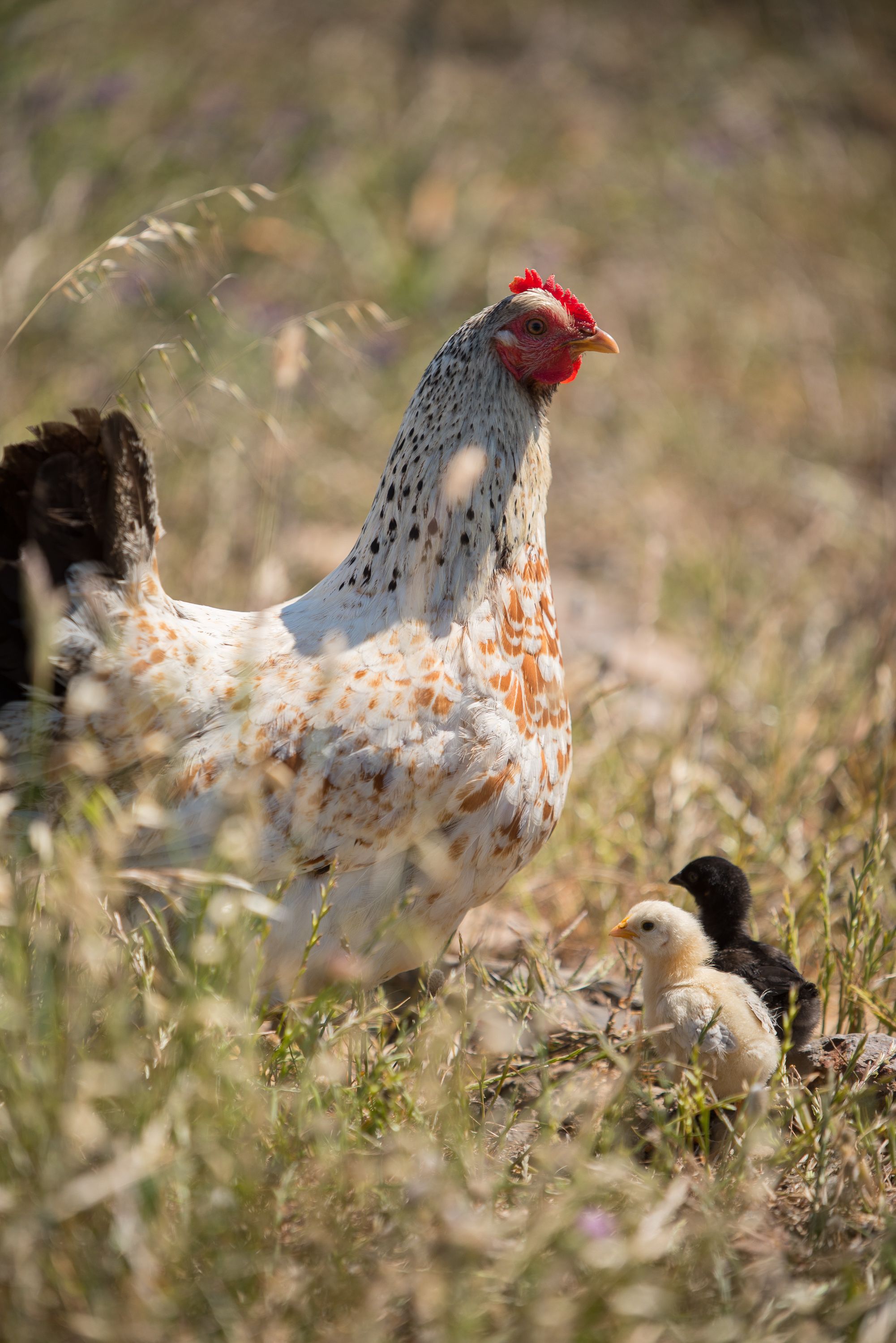 Chicks in Close Up Photography · Free Stock Photo