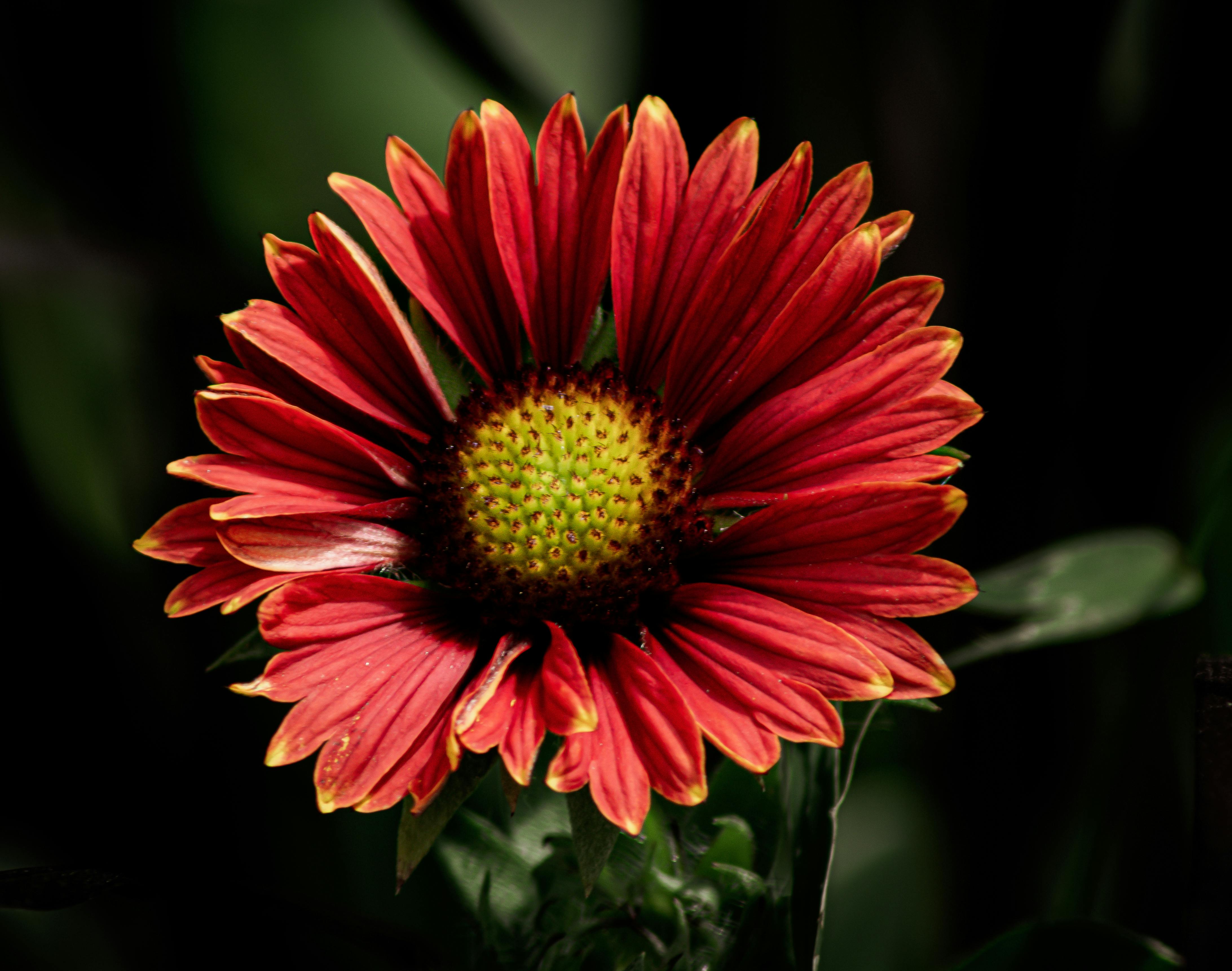 Red Flower in Close Up Shot · Free Stock Photo