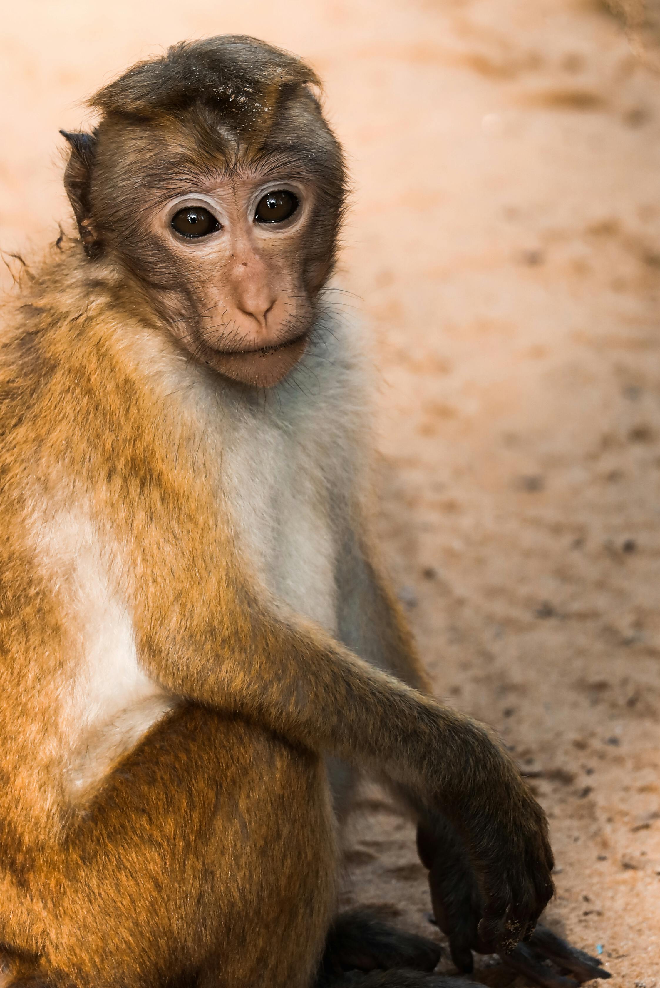 Close up of Monkey · Free Stock Photo