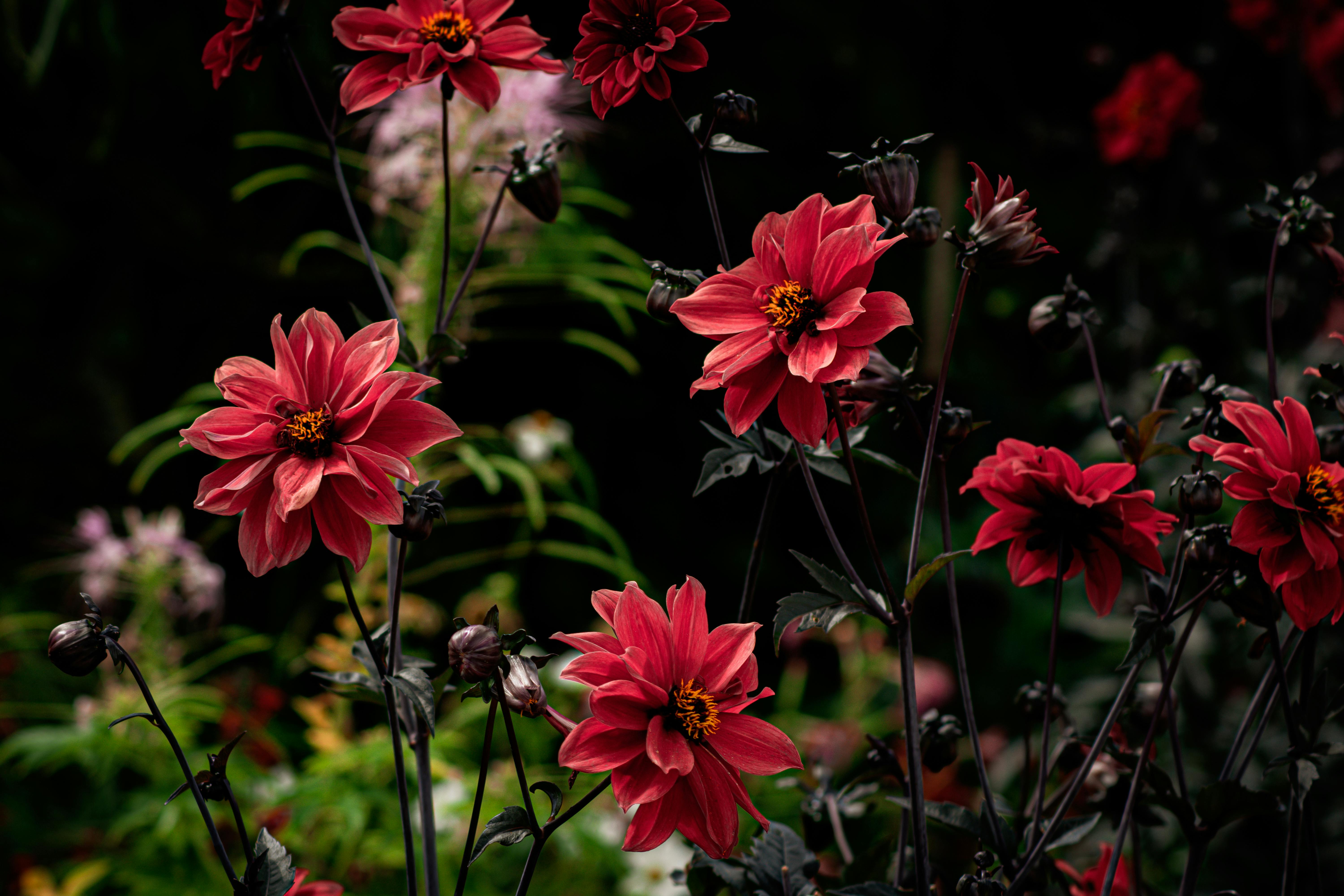 Close up of Red Flowers · Free Stock Photo