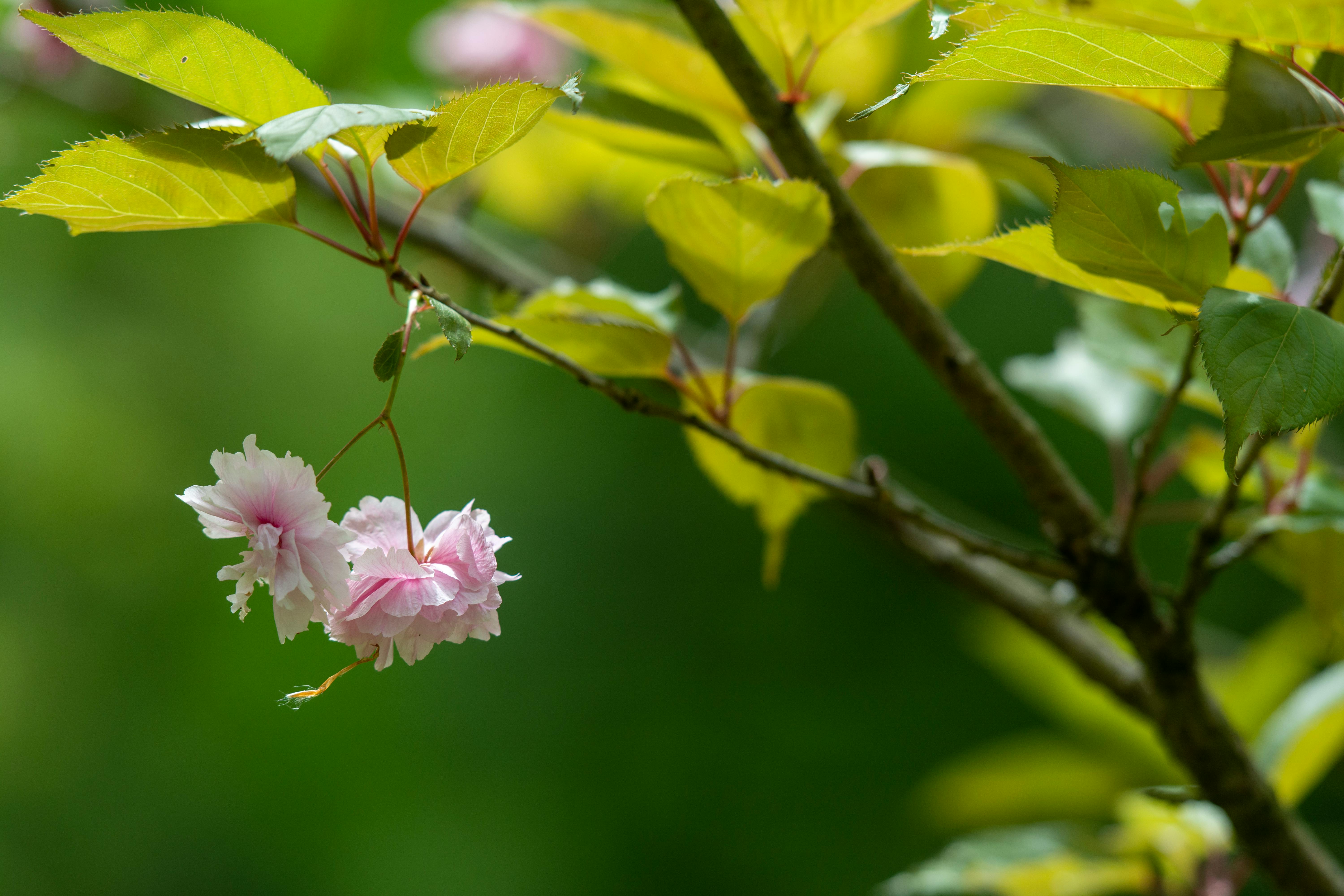 Close-up of Blooming Flower on Tree Branch · Free Stock Photo