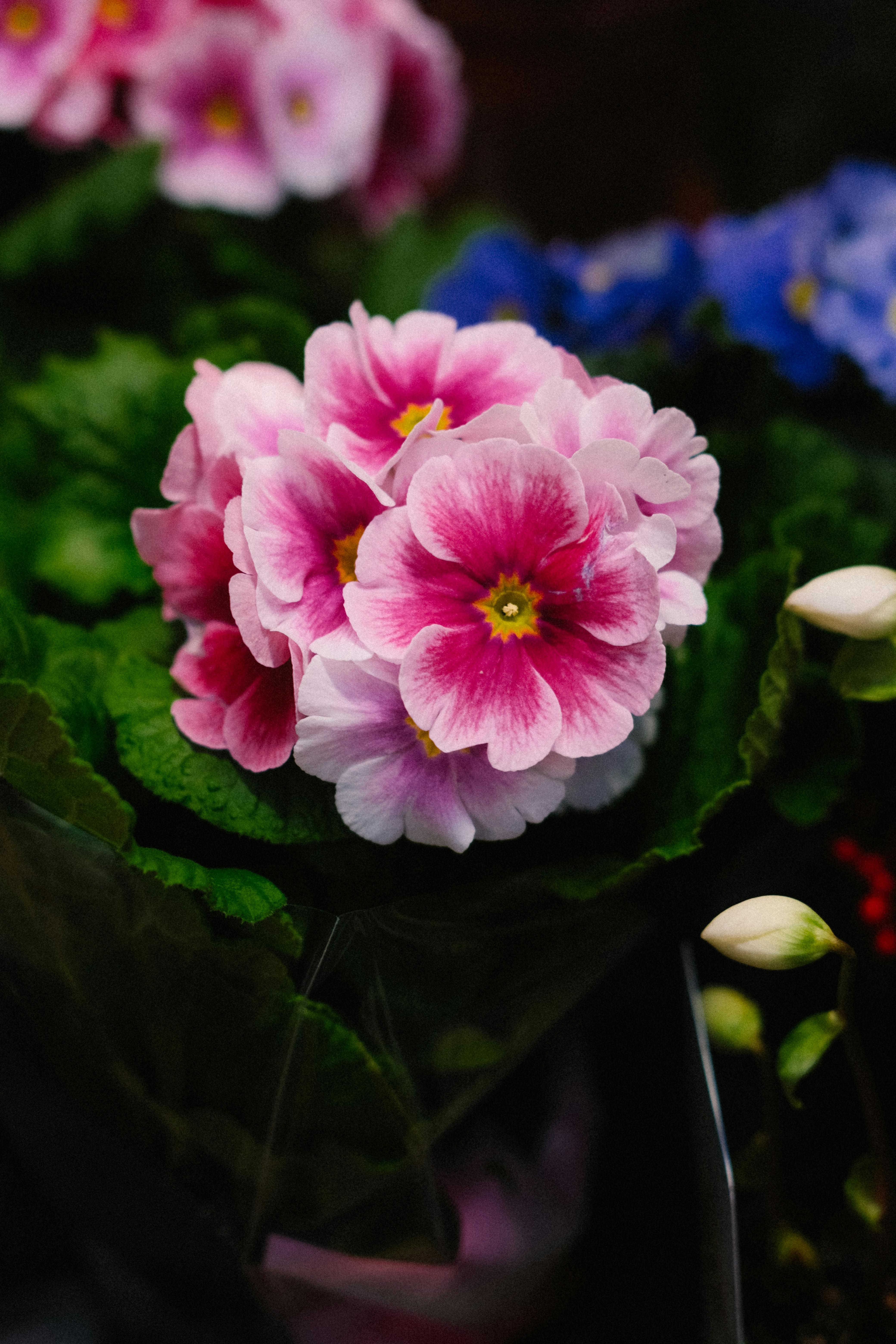 Primula Officinalis Photos, Download The BEST Free Primula Officinalis ...