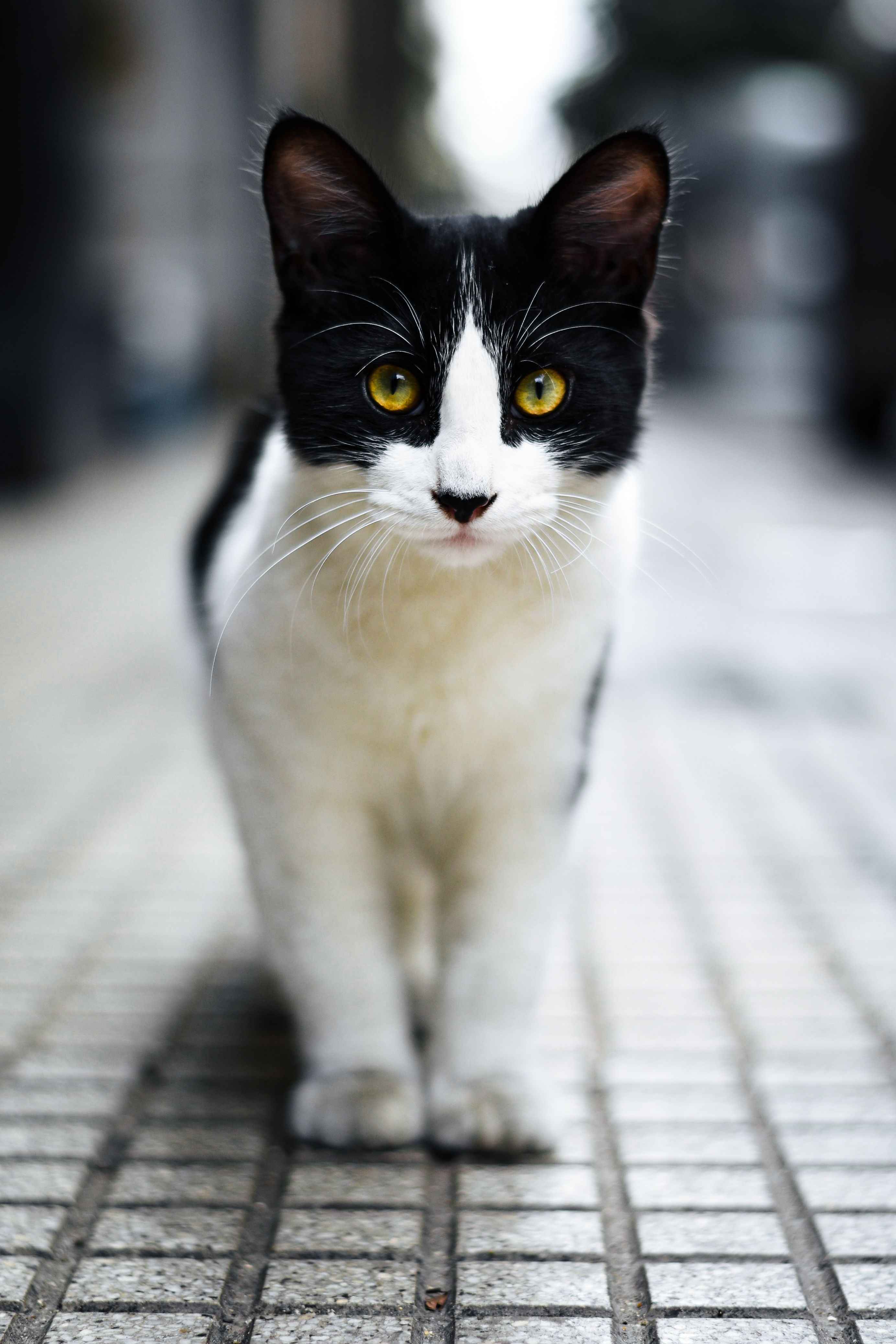 Close-up of a Lying Cat · Free Stock Photo