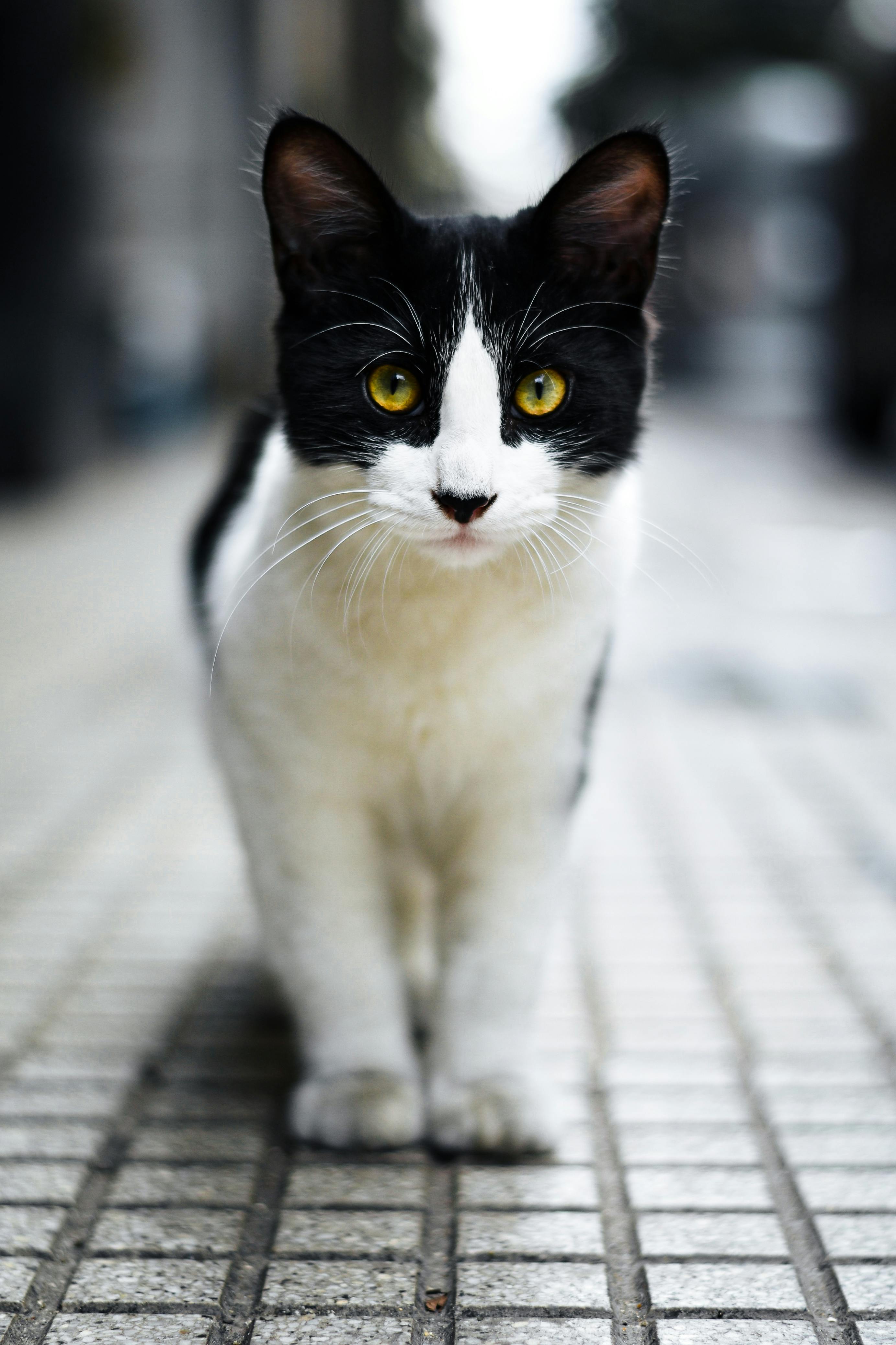 Cat Ong Photos, Download Free Cat Ong Stock Photos & HD Images