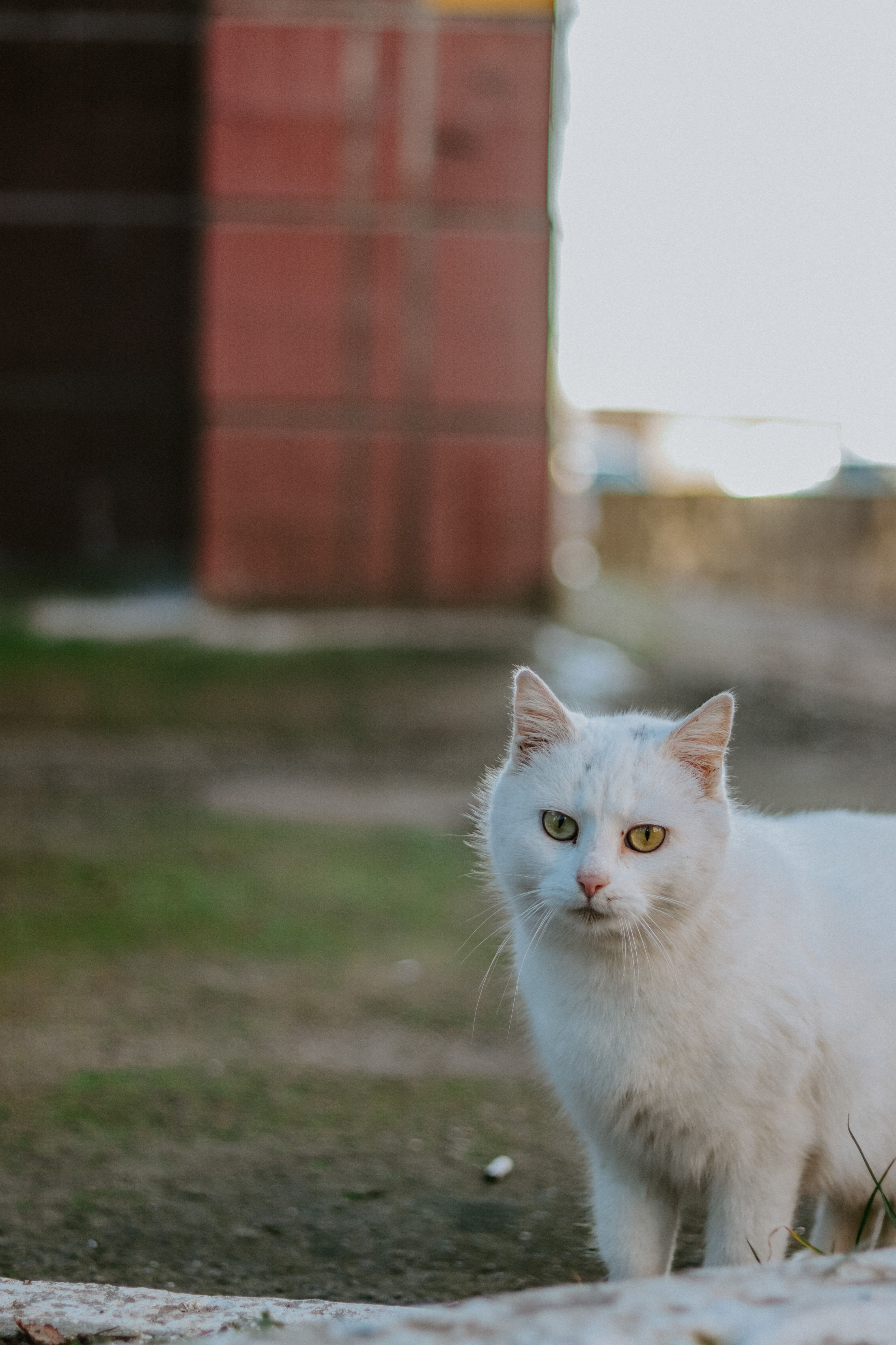 A White Cat Smelling Baby's Breath Flowers · Free Stock Photo