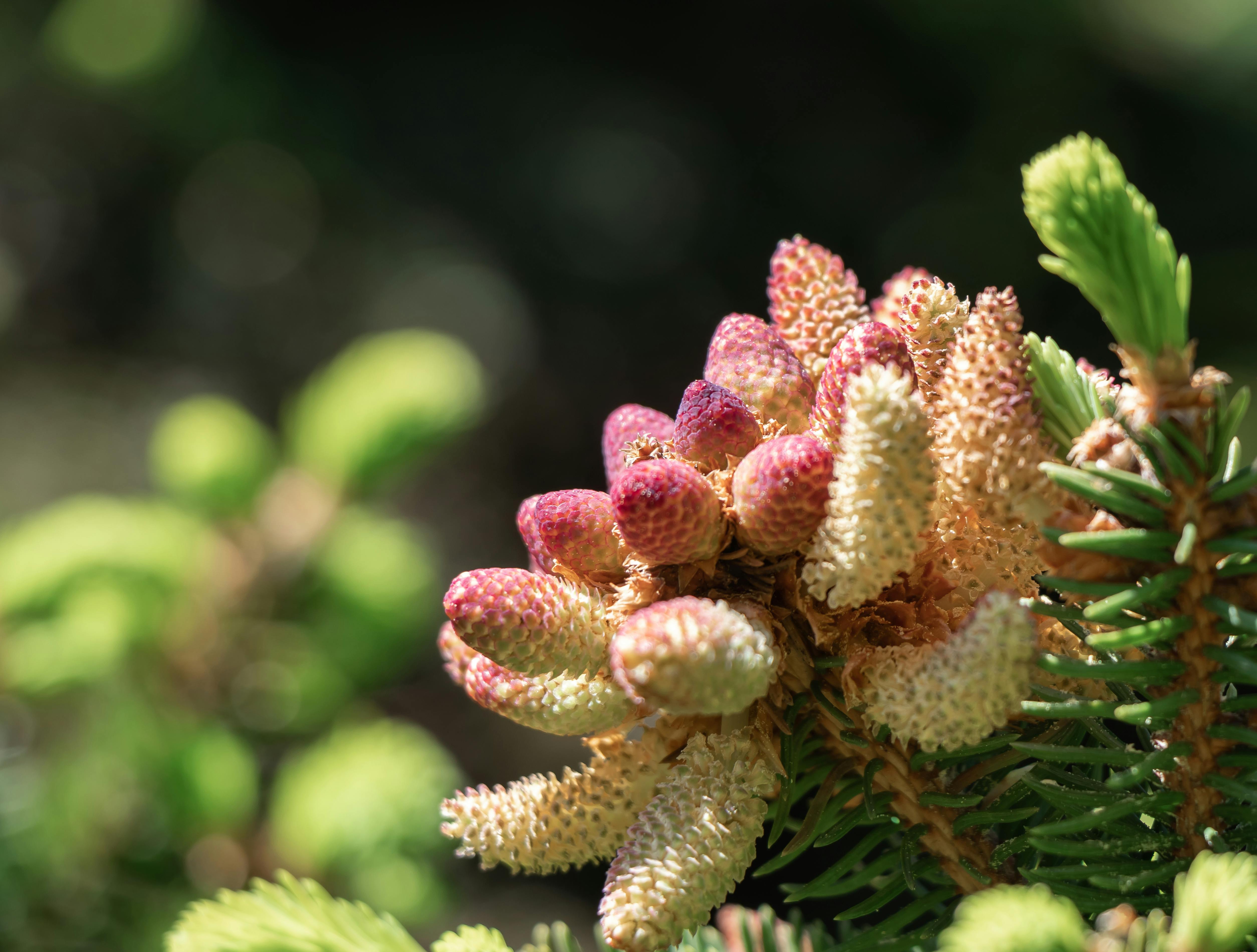 Close up of Berries in Nature · Free Stock Photo