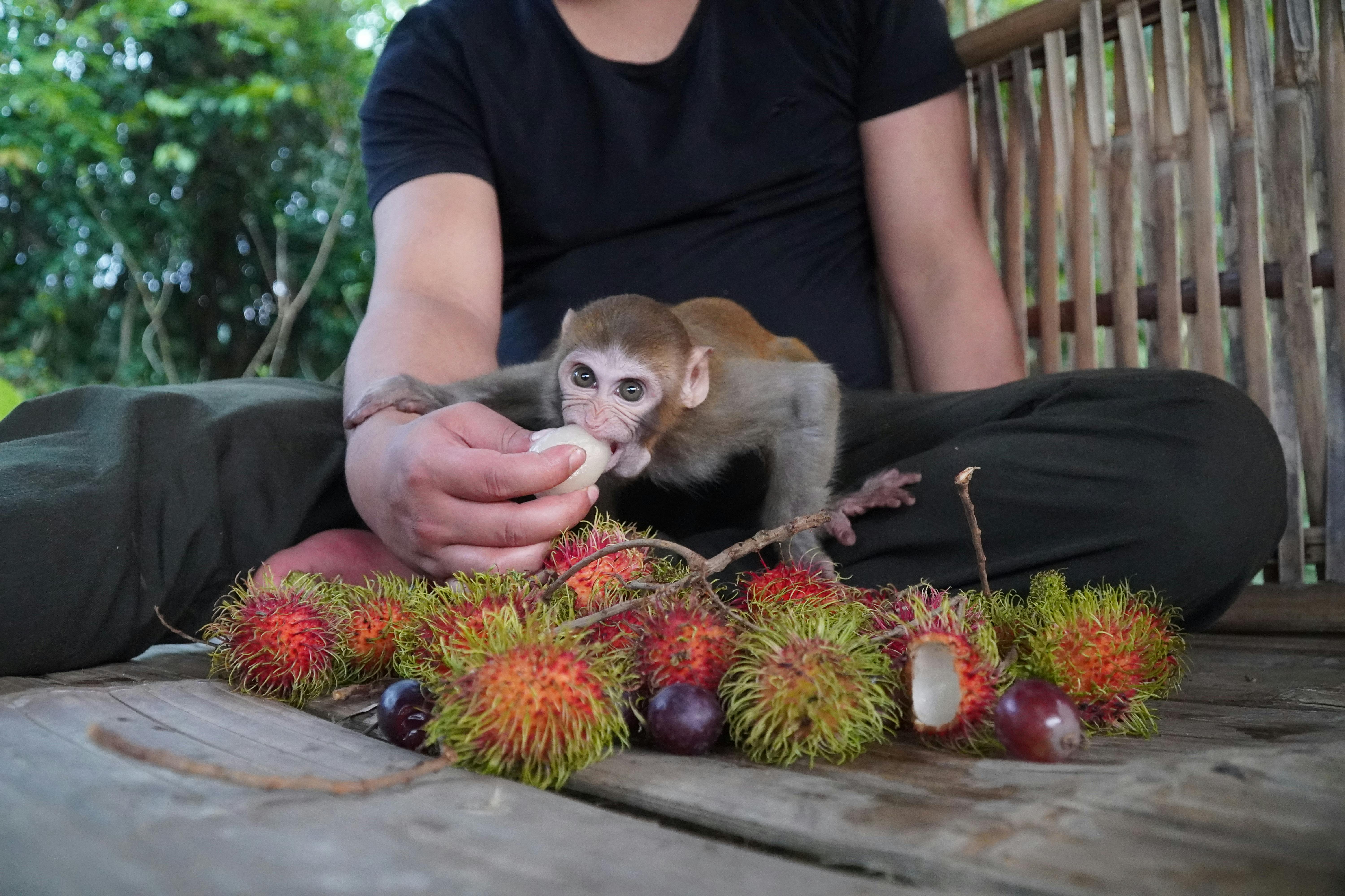 Man Feeding Monkey · Free Stock Photo