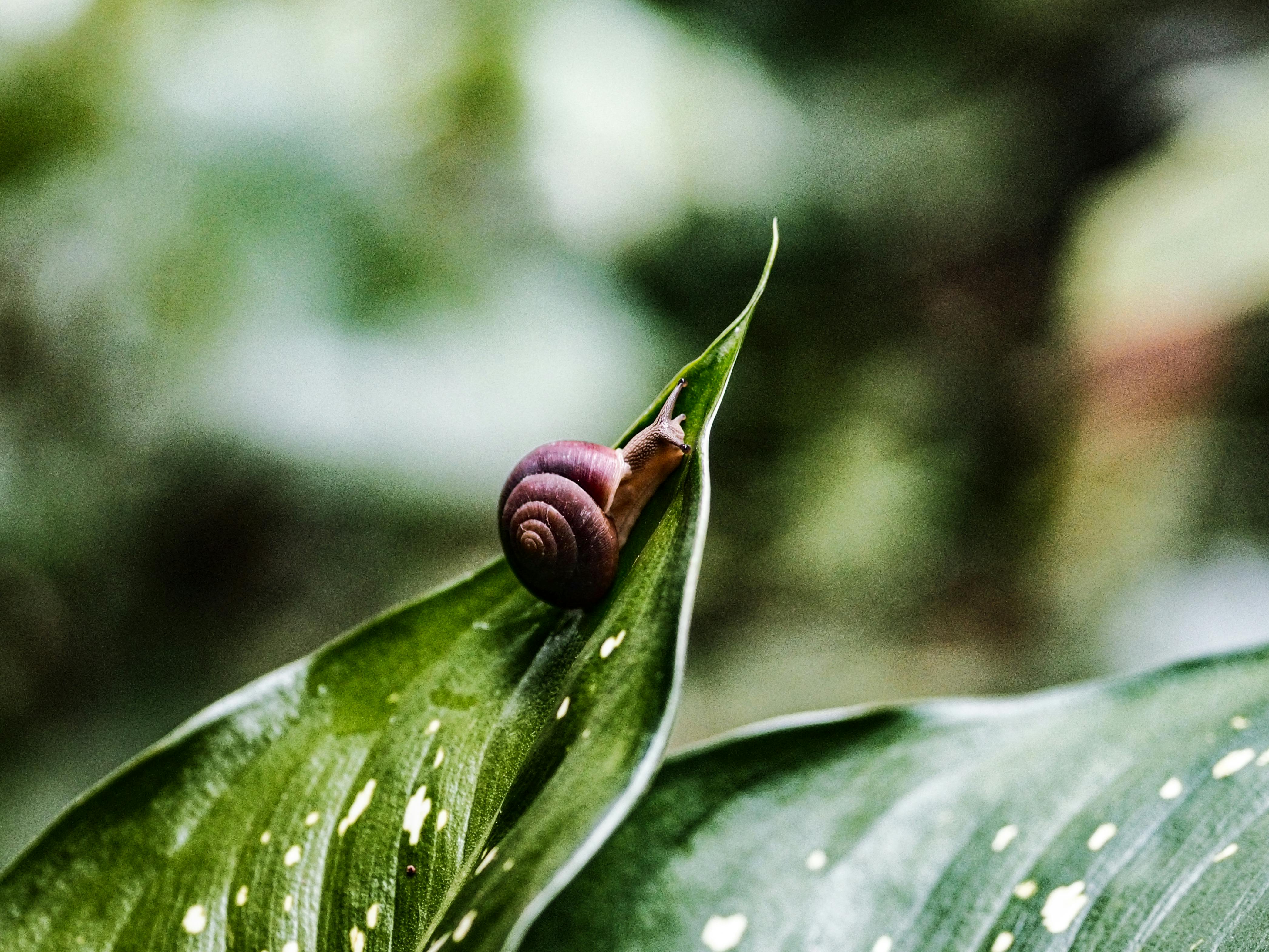 Snail on Leaves · Free Stock Photo