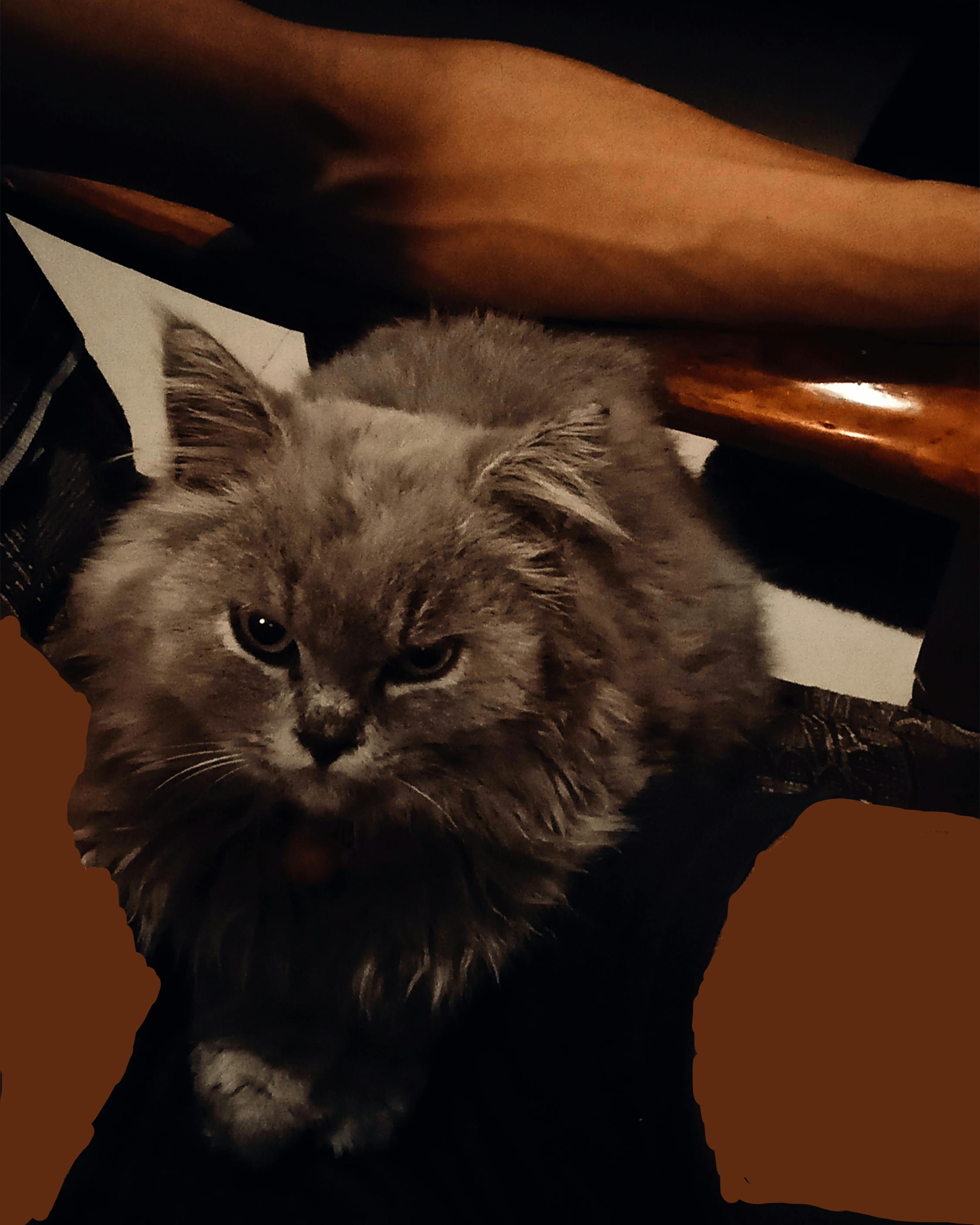 Cat 50 Photos & Videos Collected by Adam Fairus