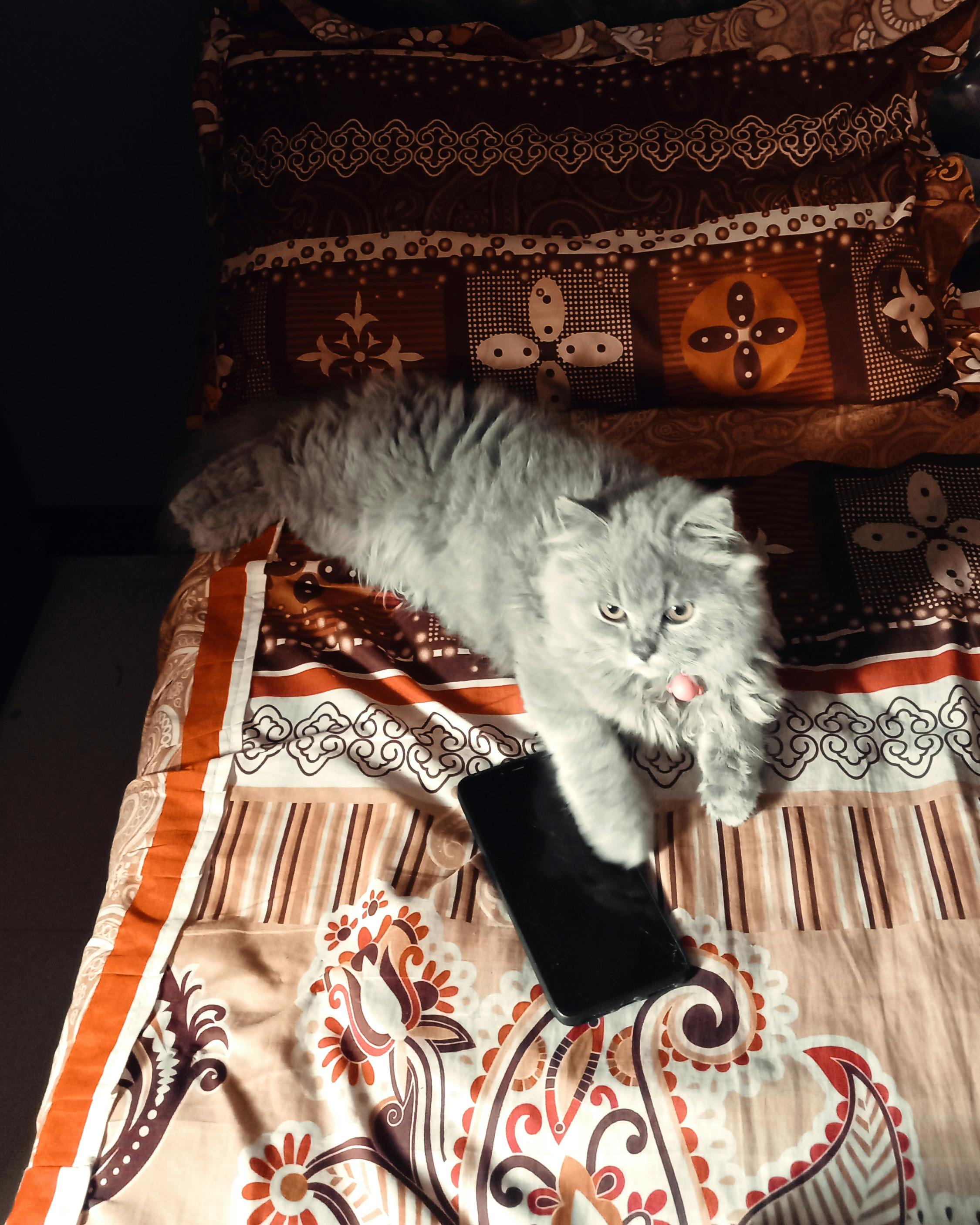 Cat 50 Photos & Videos Collected by Adam Fairus