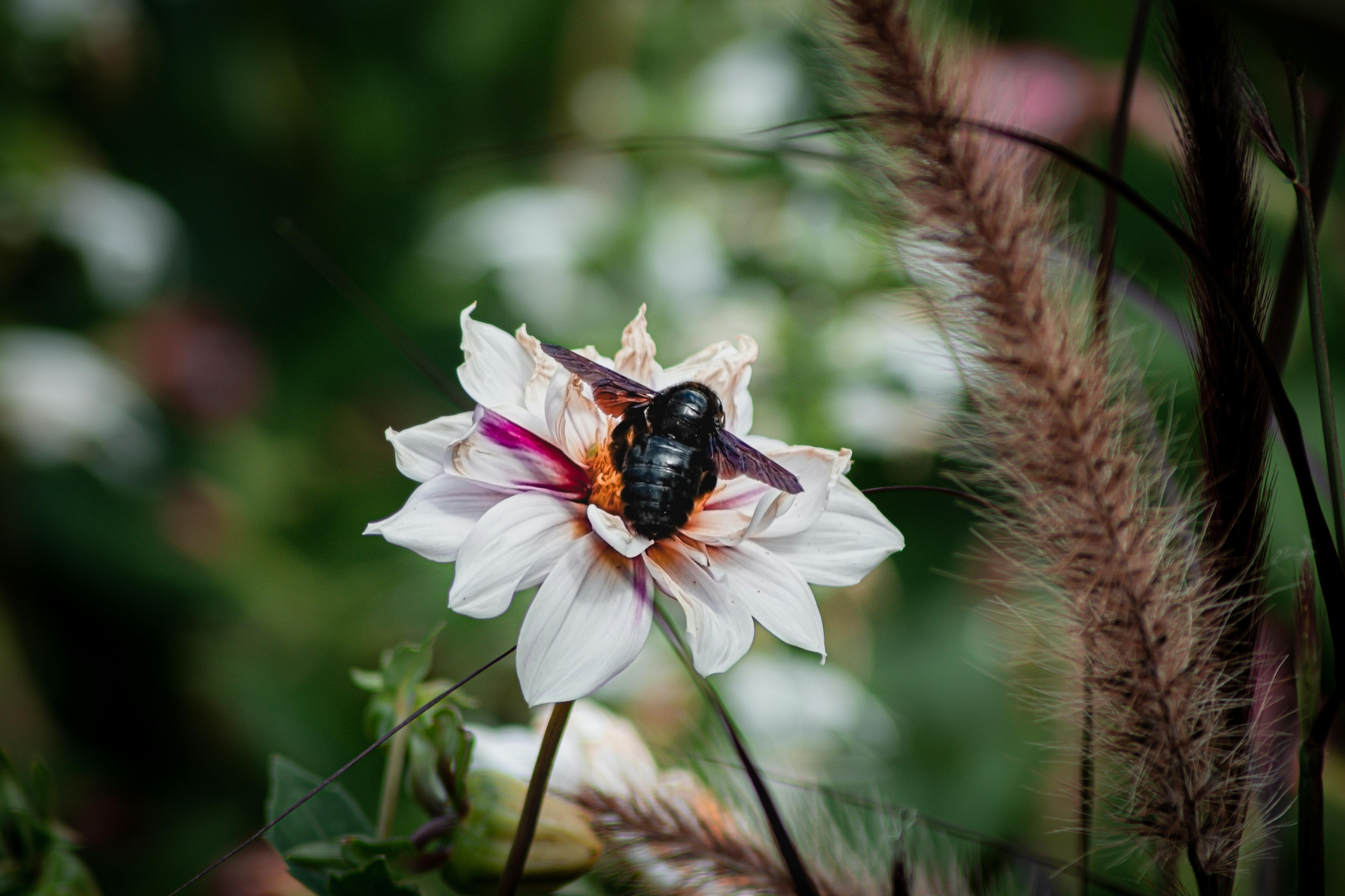 Insect Gathering Pollen · Free Stock Photo