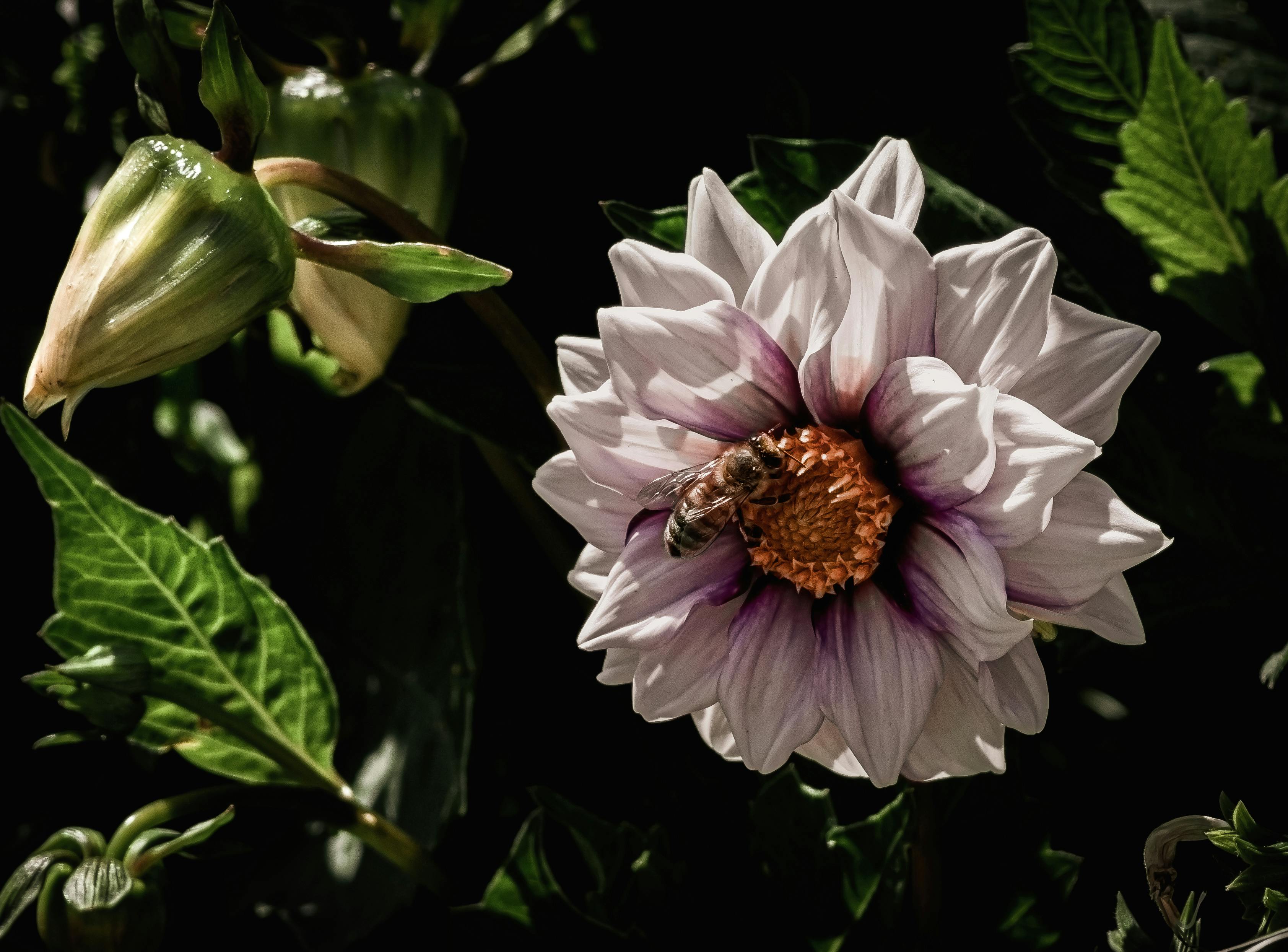 Pollinator Garden Photos, Download The BEST Free Pollinator Garden ...