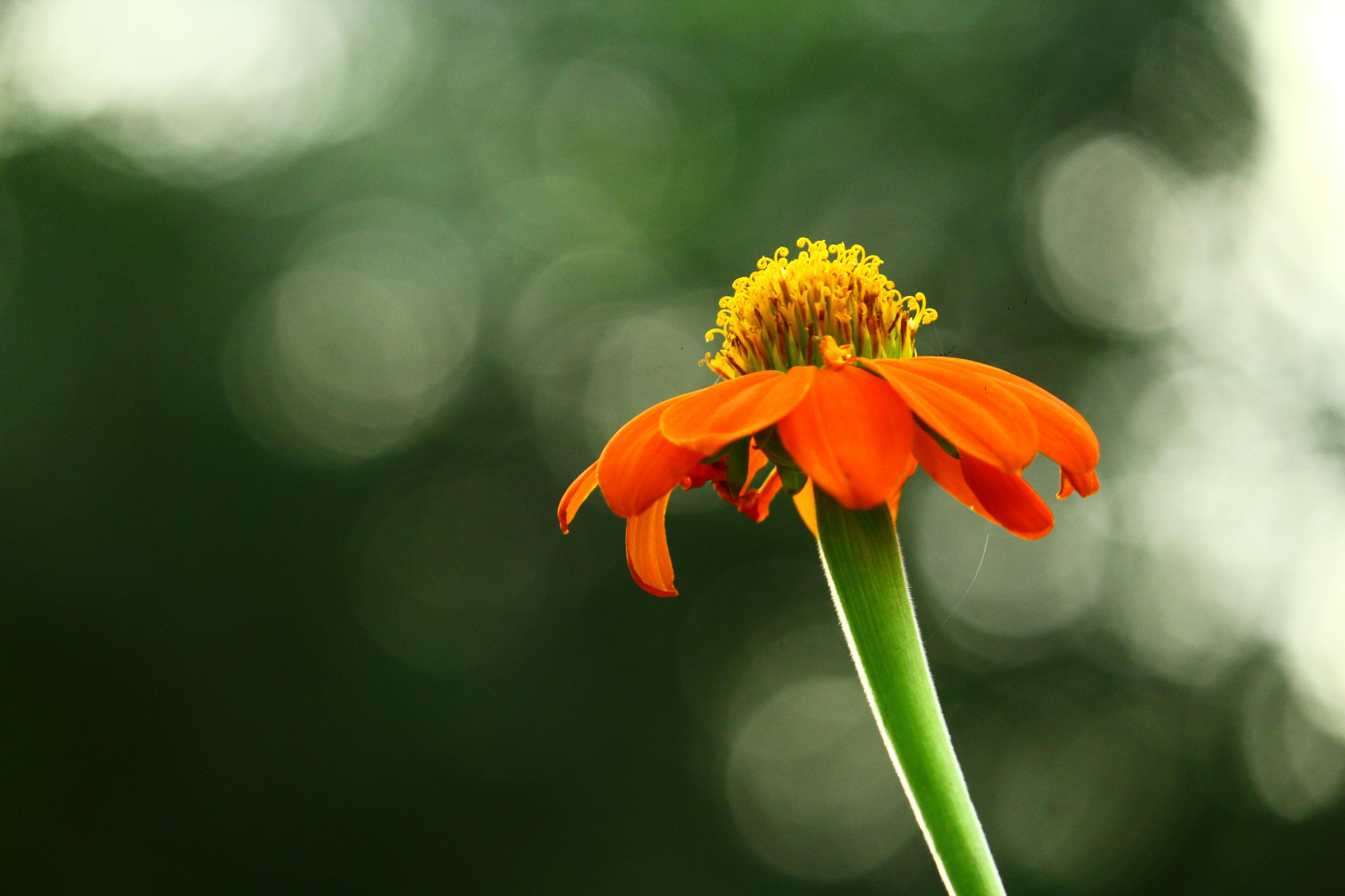 Fiery Bloom Photos, Download The BEST Free Fiery Bloom Stock Photos ...