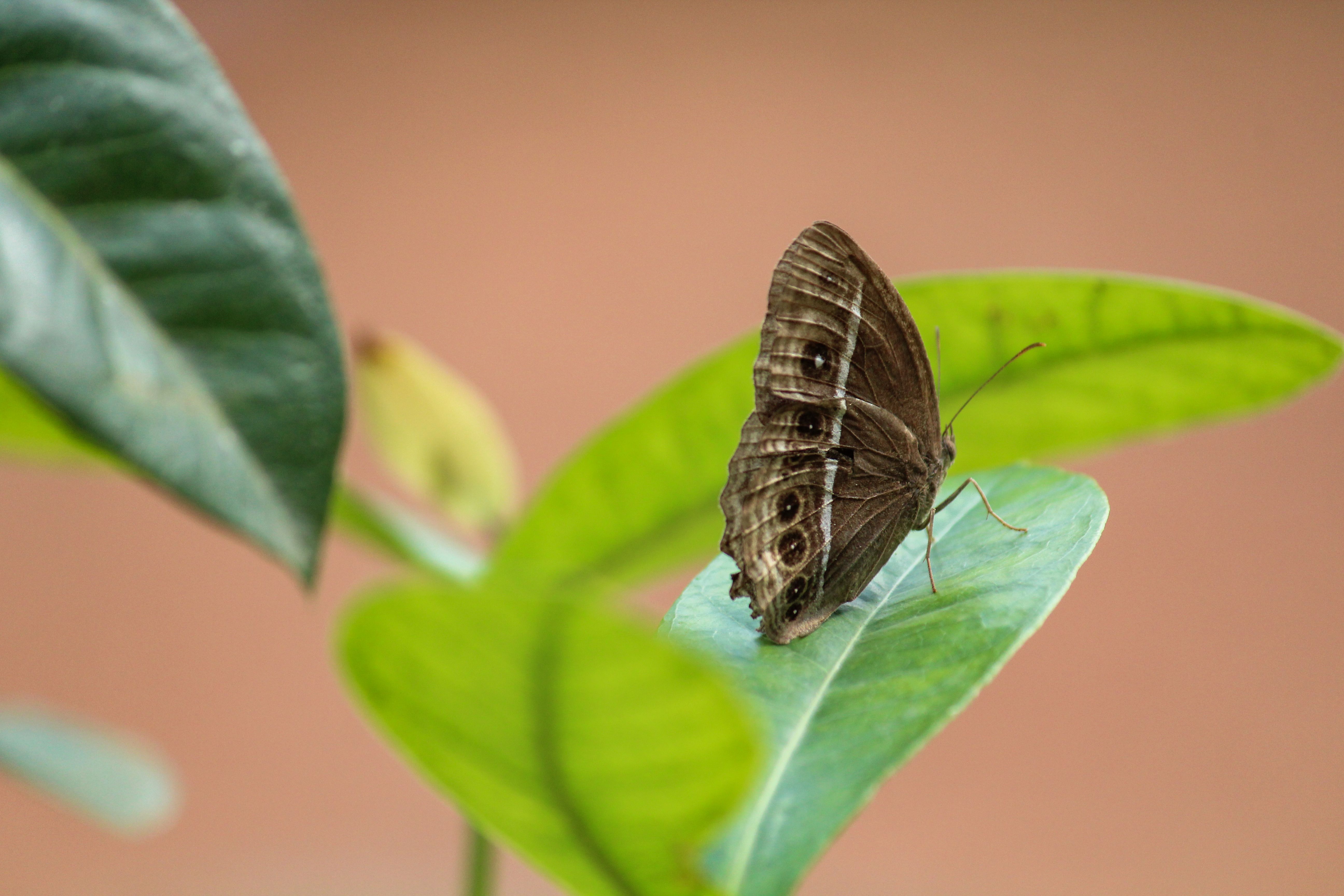 A Butterfly on a Leaf · Free Stock Photo