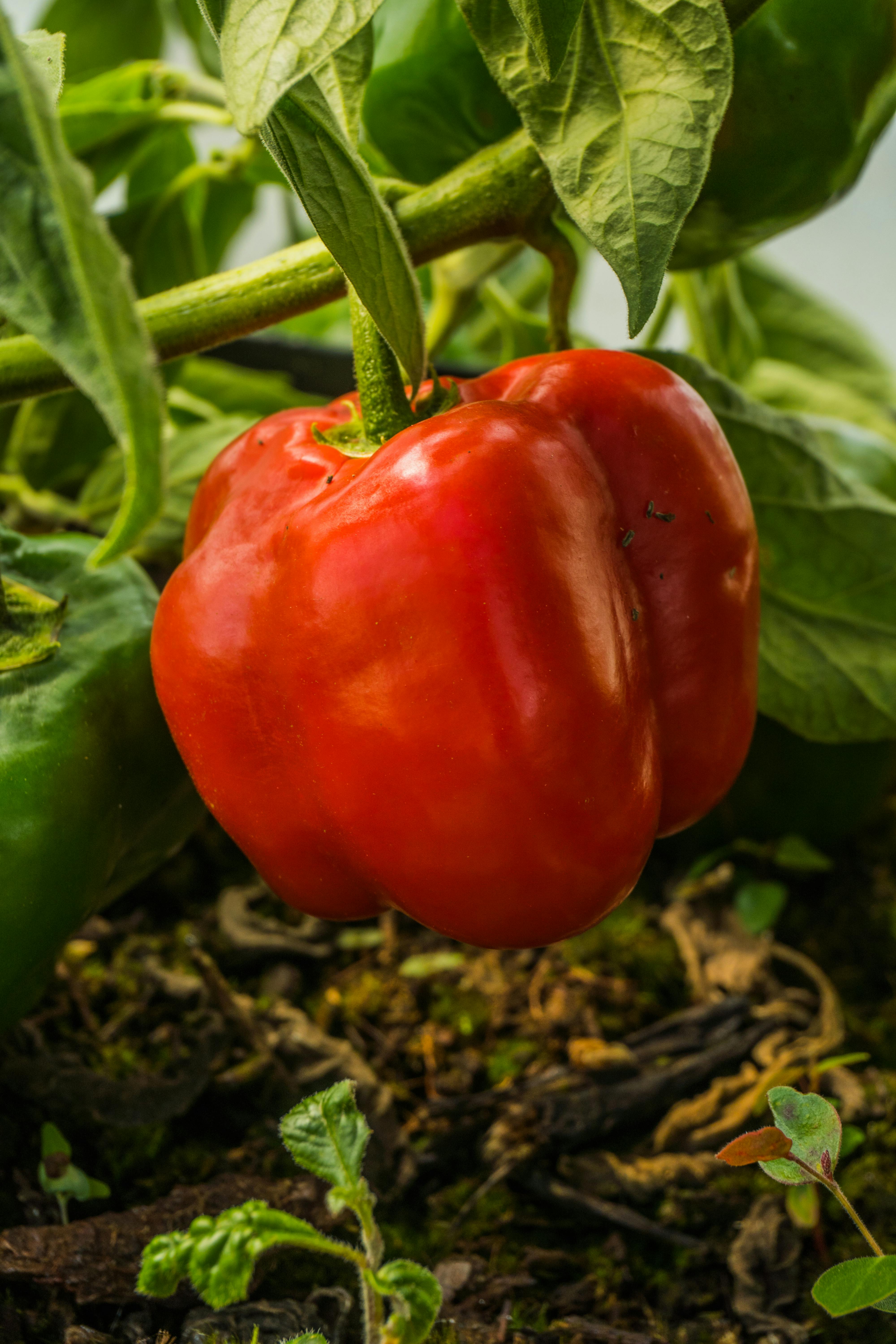 Close-up of Red and Green Peppers Growing in a Greenhouse · Free Stock ...