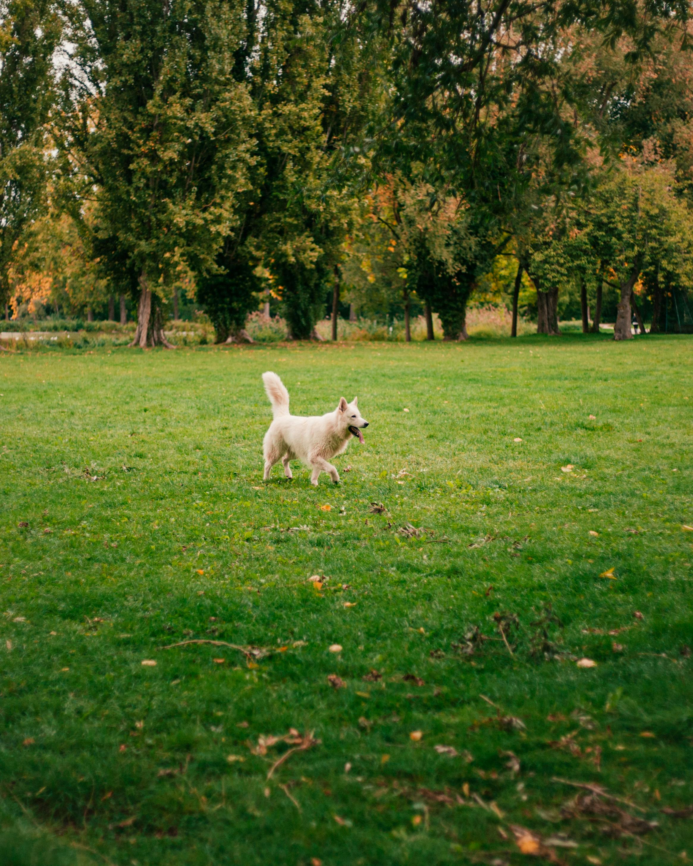 A white dog running through a park in the fall · Free Stock Photo